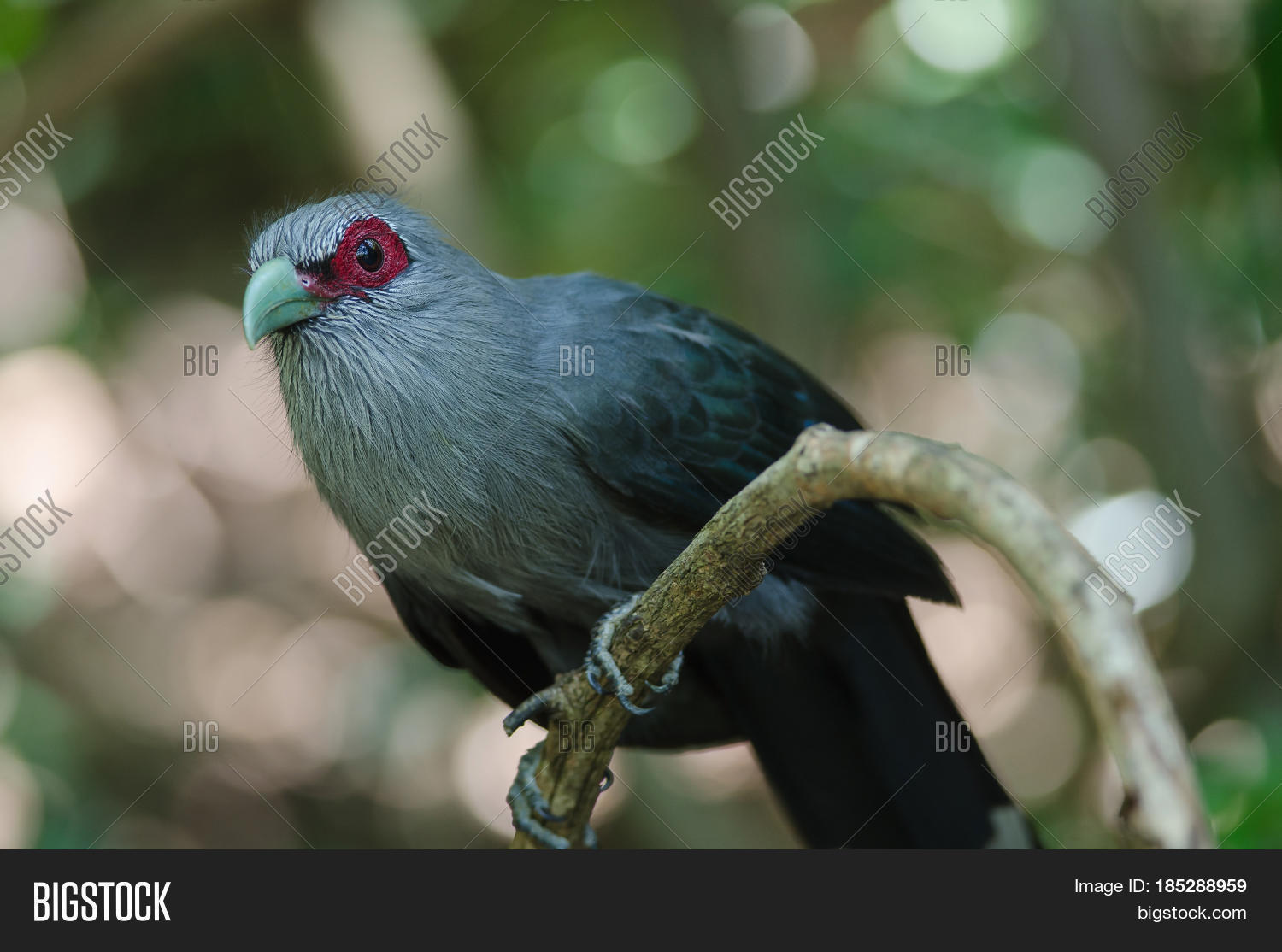 Green Billed Malkoha Image & Photo (Free Trial) | Bigstock