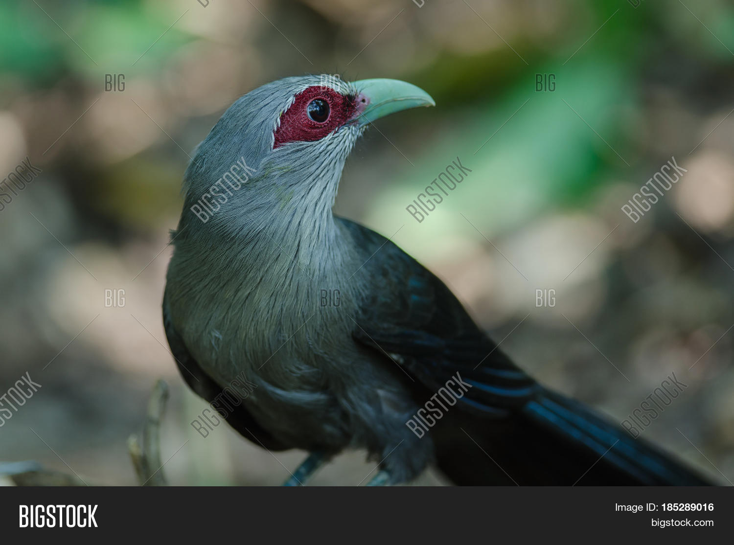 Green Billed Malkoha Image & Photo (Free Trial) | Bigstock