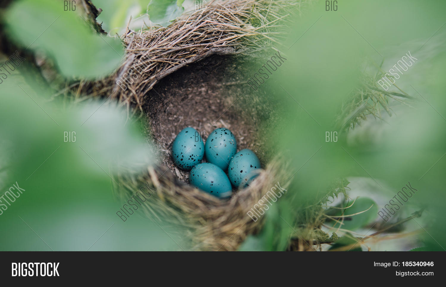 Close- Blue Bird Eggs Image & Photo (Free Trial) | Bigstock