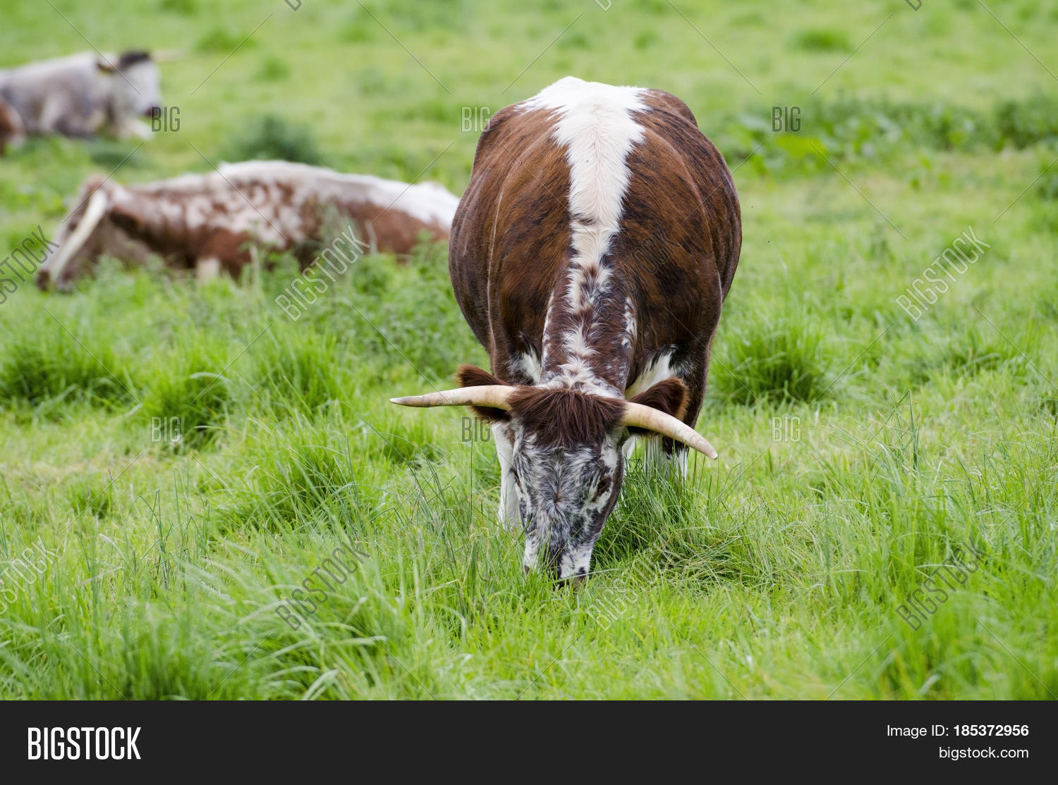 Bull Grazing. Whole Image & Photo (Free Trial) | Bigstock