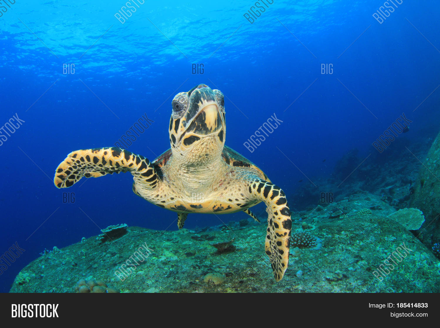 Hawksbill Sea Turtle Image & Photo (Free Trial) | Bigstock