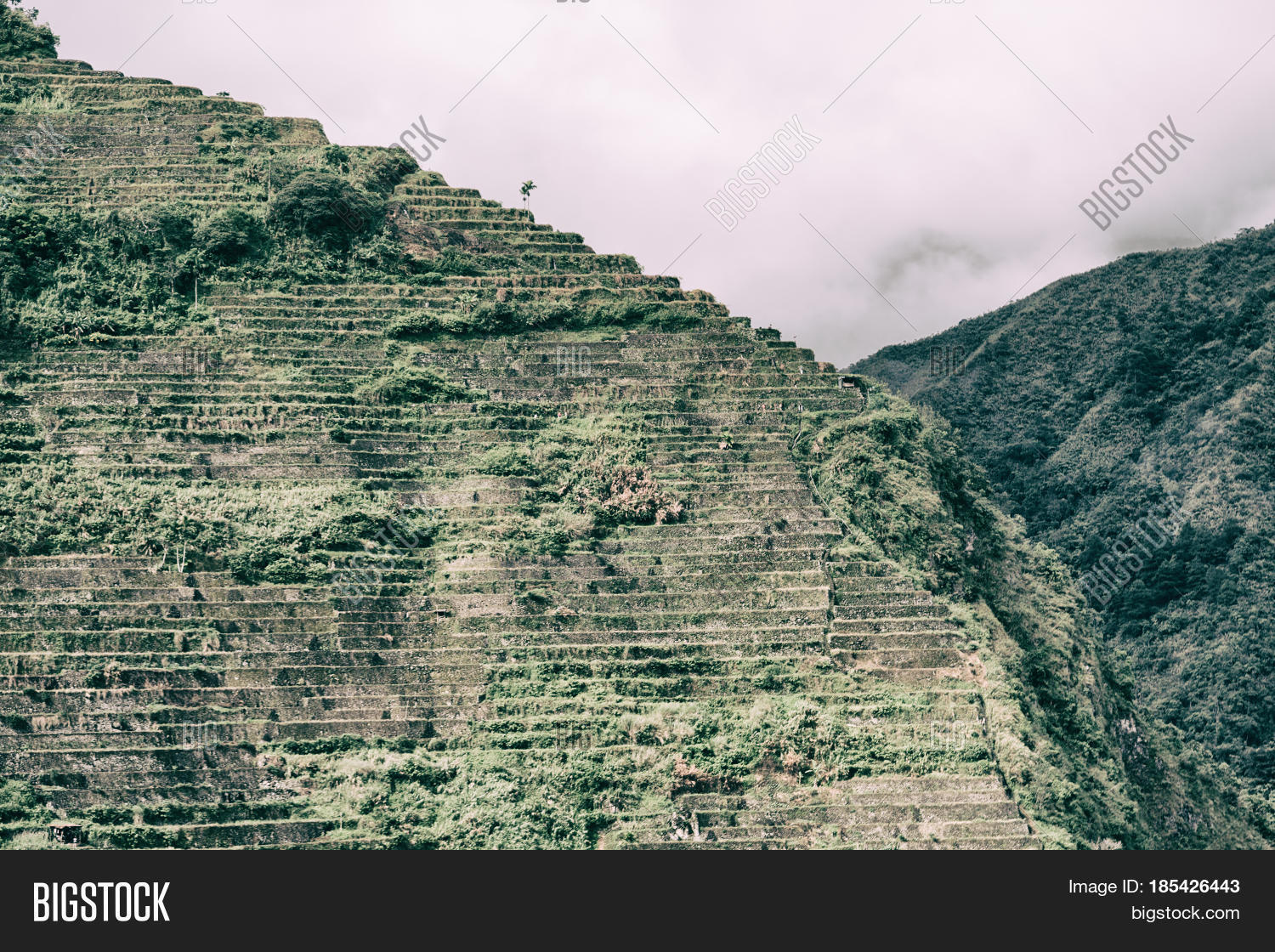 Terrace Field Image & Photo (Free Trial) | Bigstock