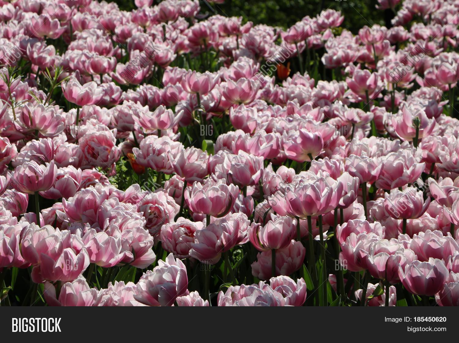 France National Flower