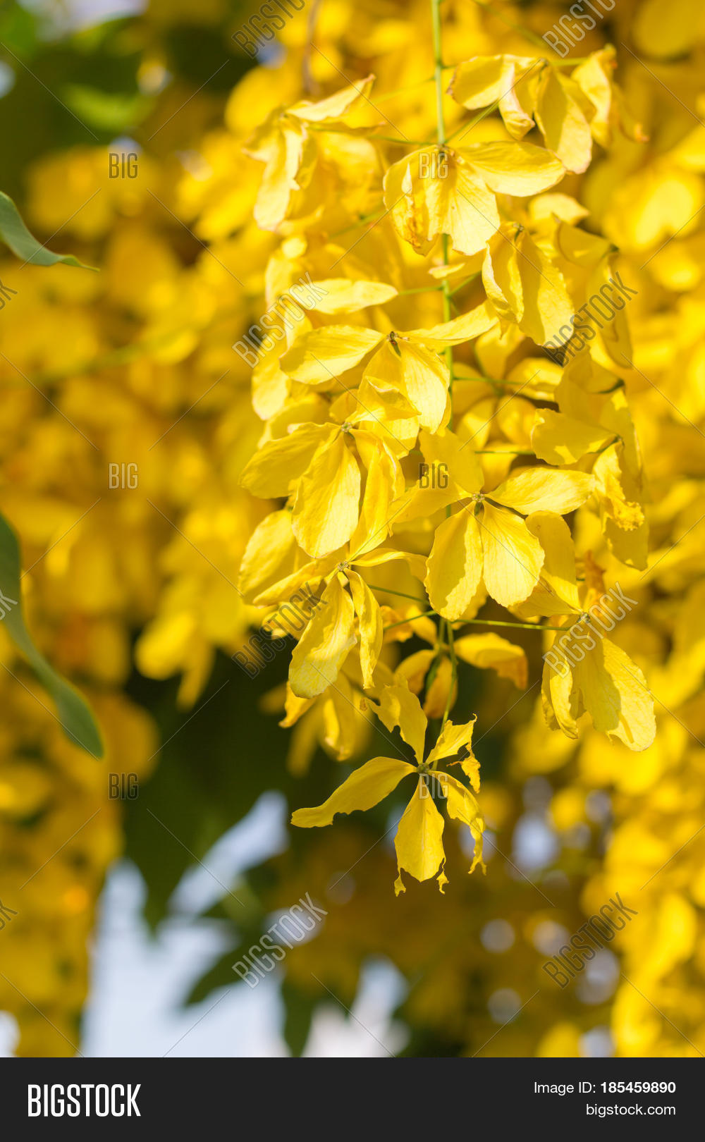 Close- Ratchaphruek Image & Photo (Free Trial) | Bigstock