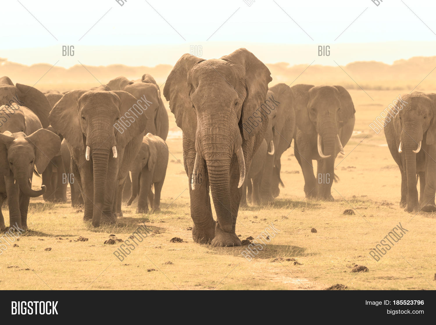 Herd African Elephants Image & Photo (Free Trial) | Bigstock