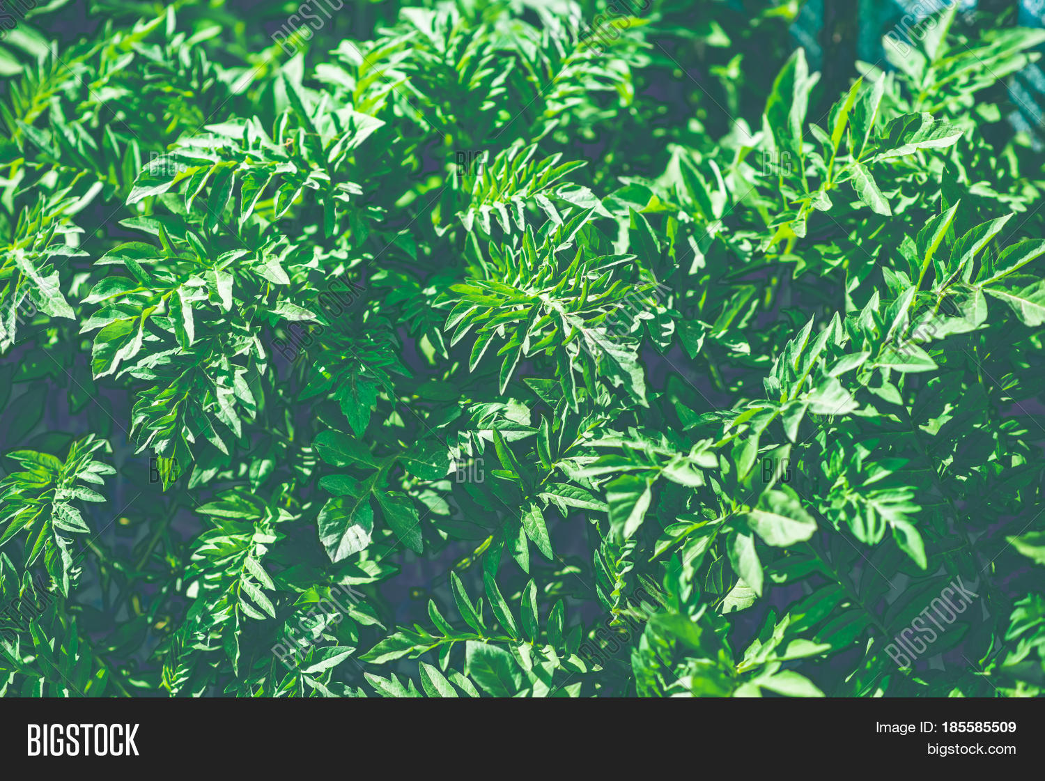 Green Bush Background Image & Photo (Free Trial) | Bigstock