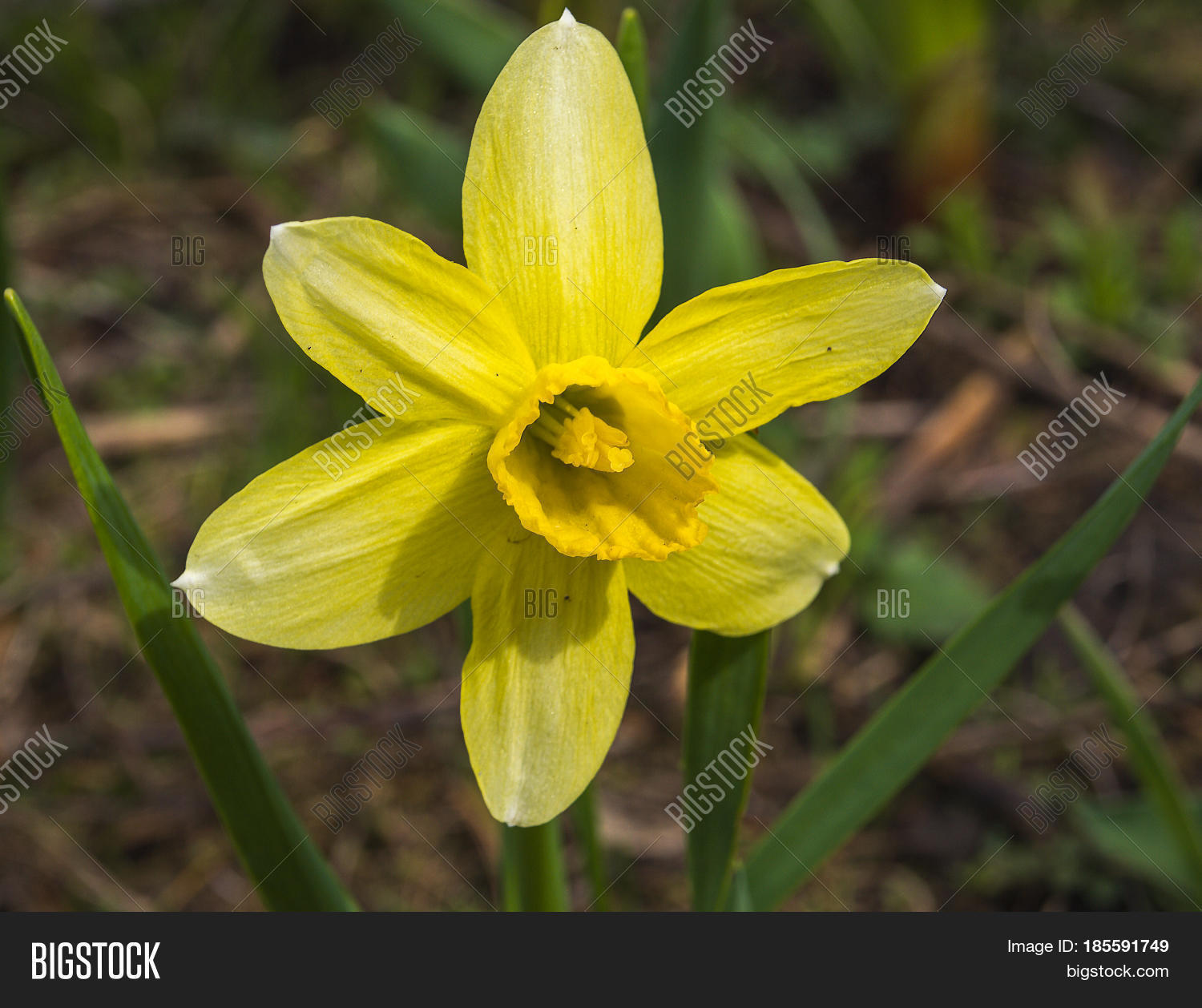 Yellow Jonquil Rush Image & Photo (Free Trial) | Bigstock