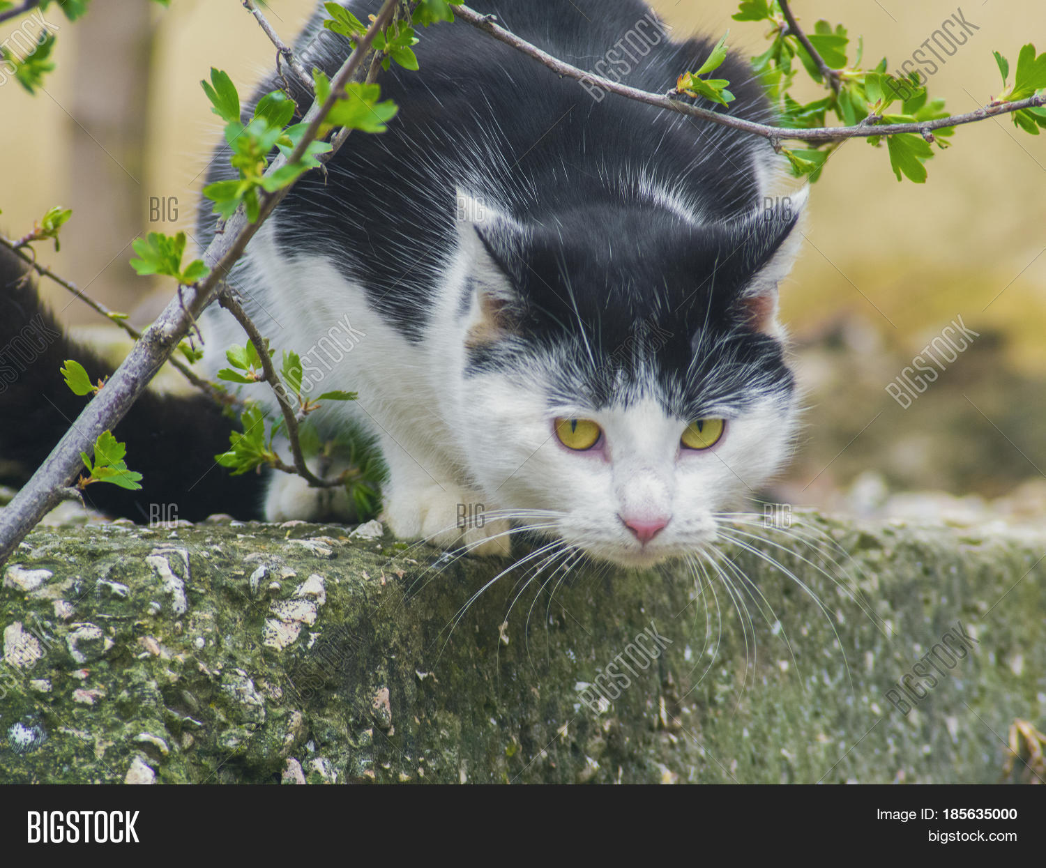 Sly Cat Sitting Under Image & Photo (Free Trial) | Bigstock