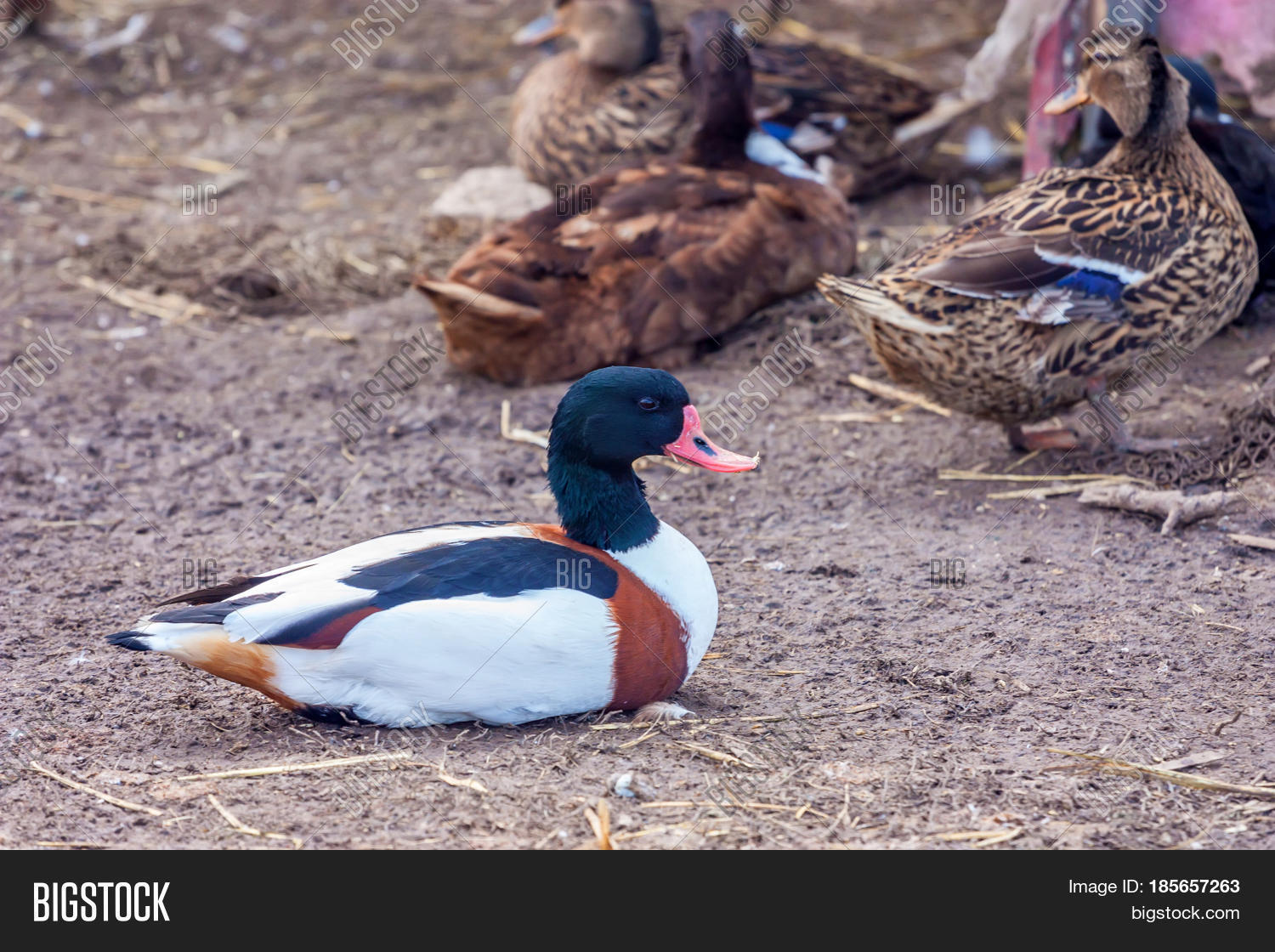 Male Common Shelduck Image & Photo (Free Trial) | Bigstock