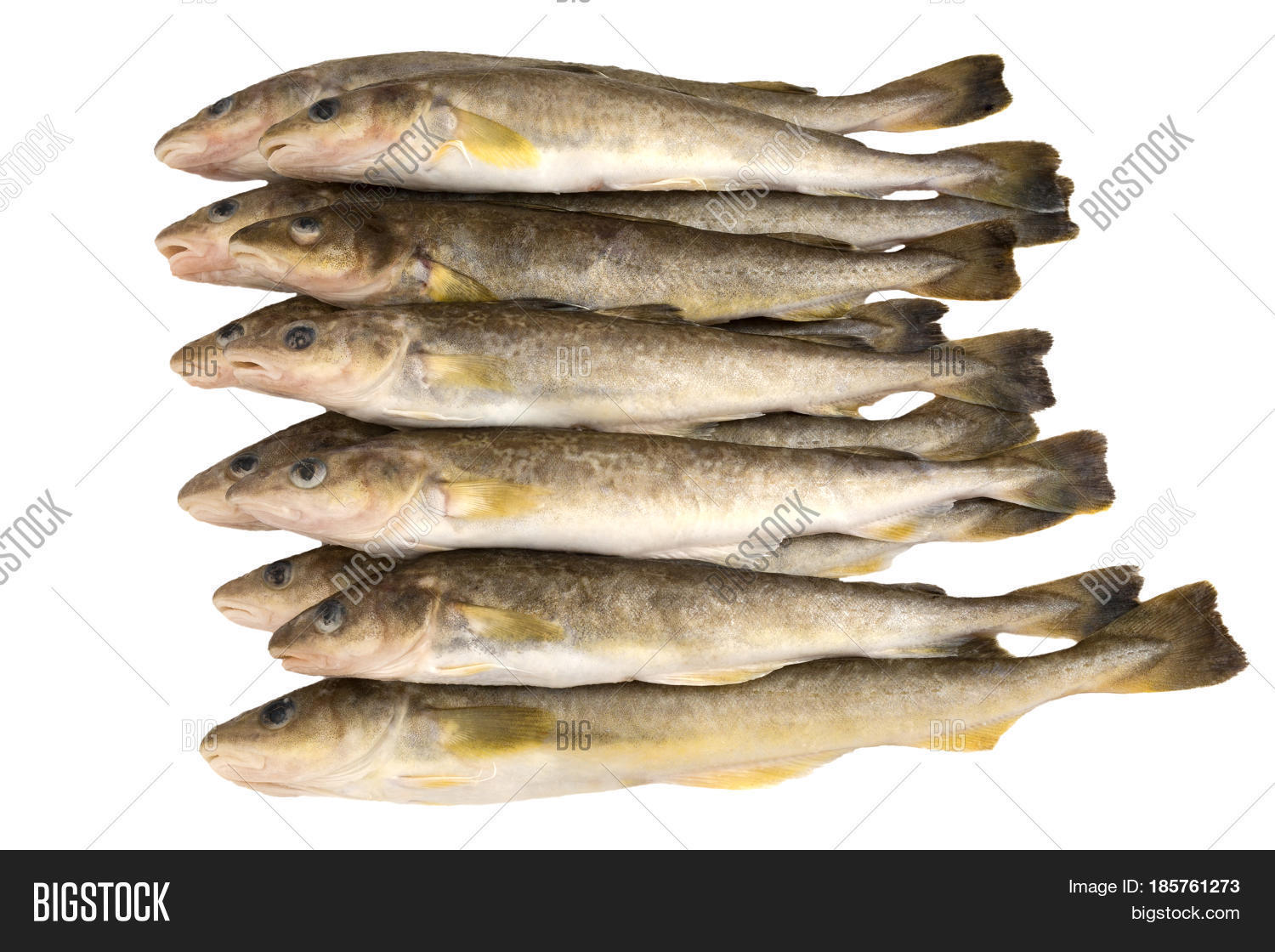 Raw Fish Isolated On Image & Photo (Free Trial) | Bigstock