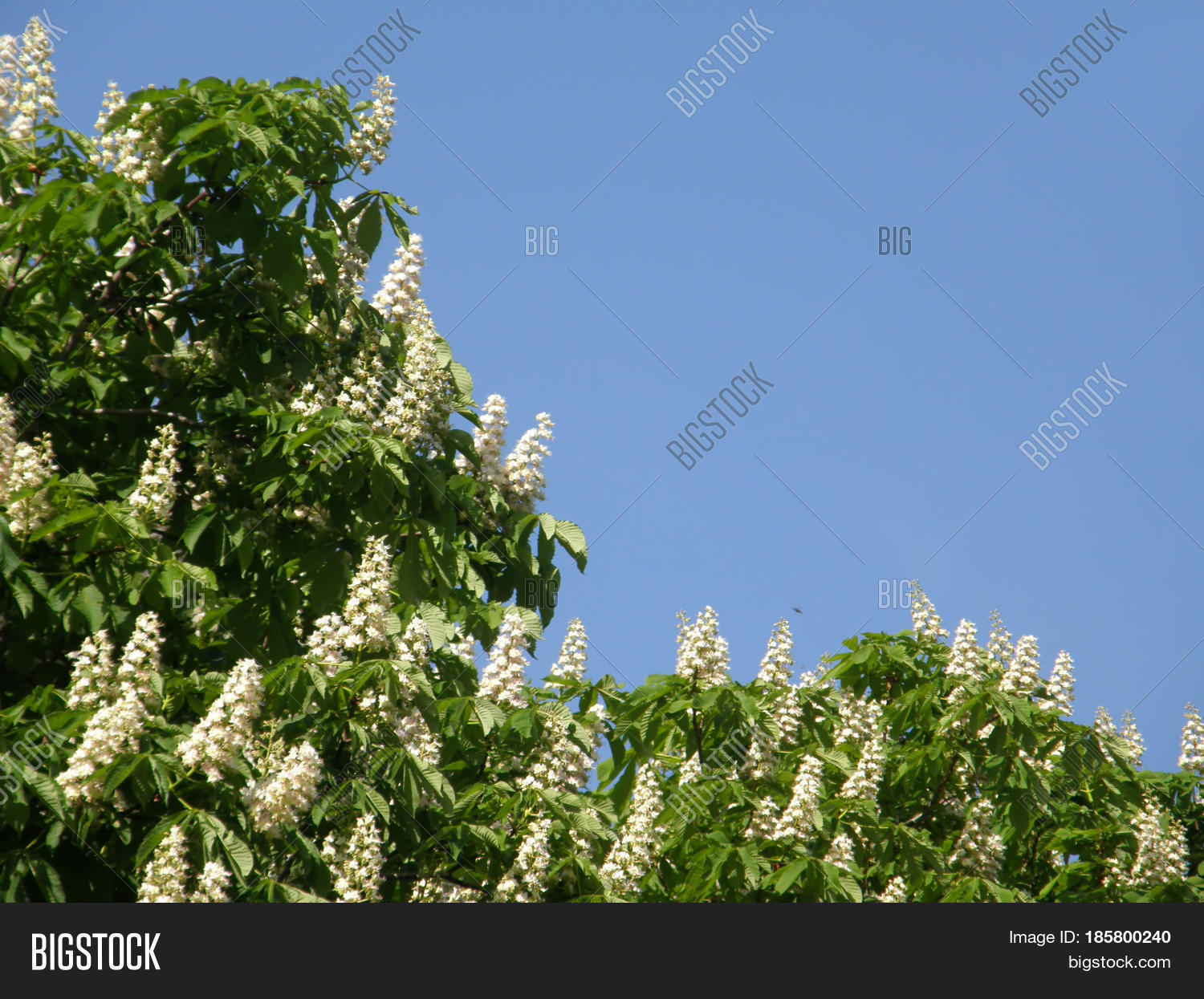 Flowers Chestnuts. Image & Photo (Free Trial) | Bigstock