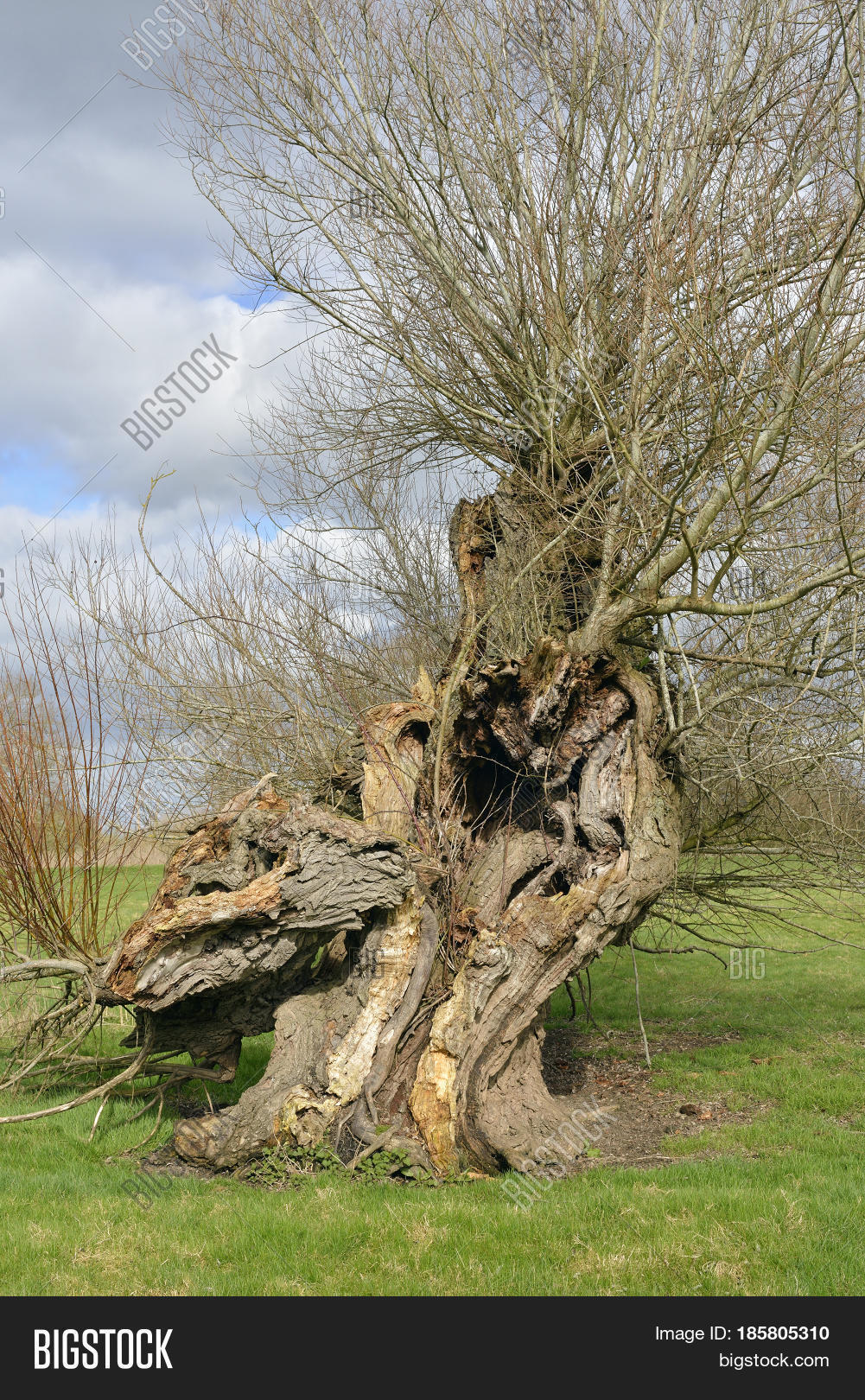 Old Willow Tree Image & Photo (Free Trial) | Bigstock