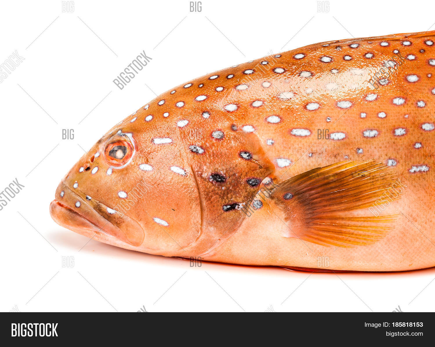 Fresh Coral Trout Image & Photo (Free Trial) | Bigstock