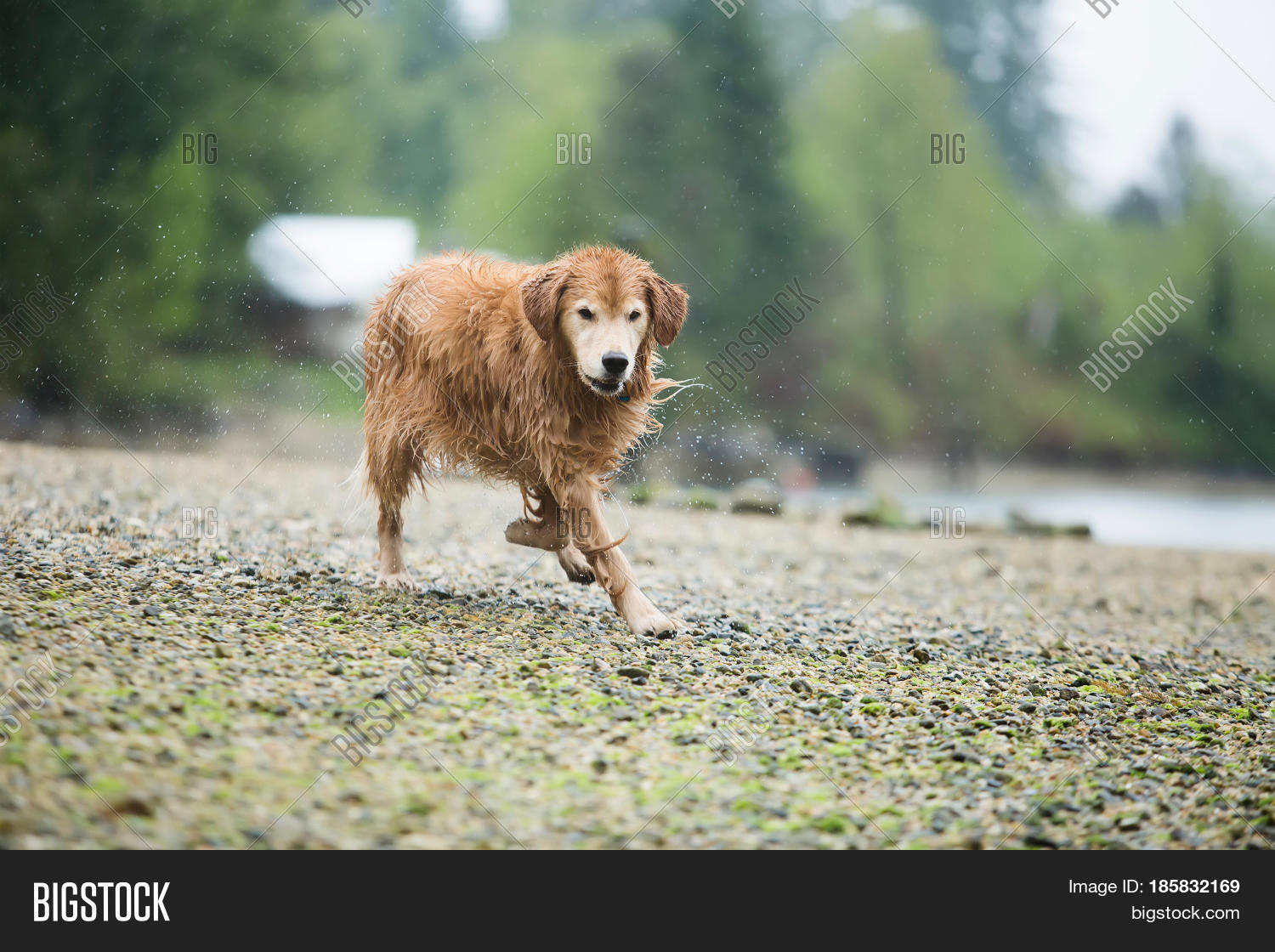 Dog Running Toward Image & Photo (Free Trial) | Bigstock