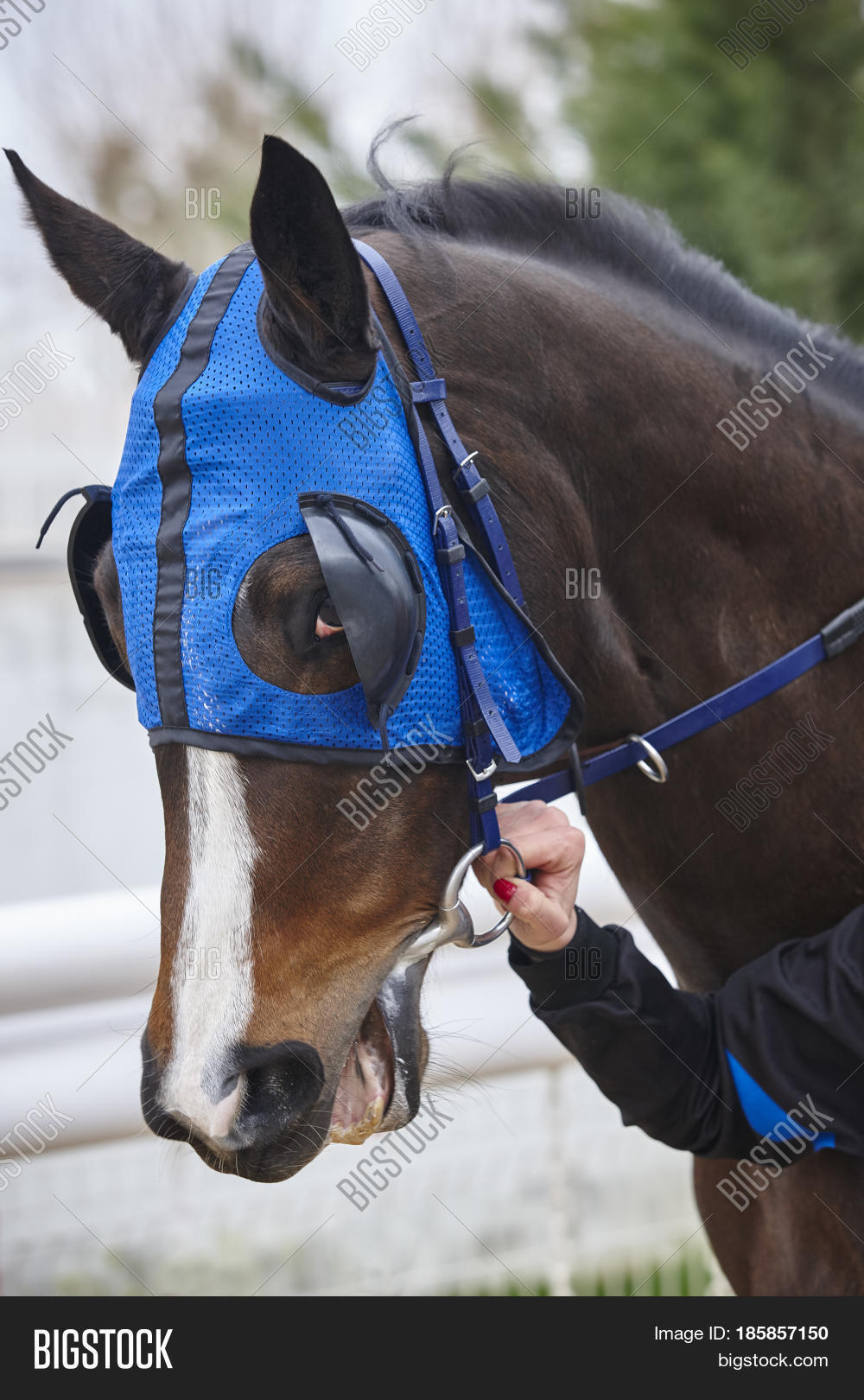 Race Horse Head Image & Photo (Free Trial) | Bigstock