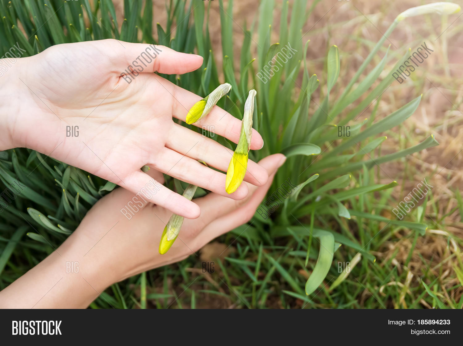 Spring Shoots Image & Photo (Free Trial) | Bigstock
