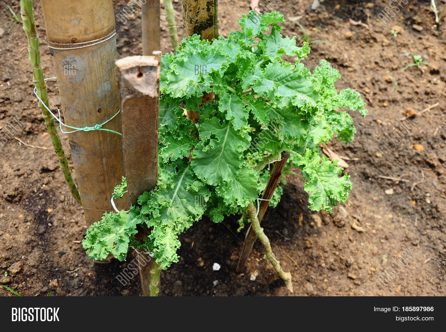 Small Kale 图片和照片（免费试用） | Bigstock