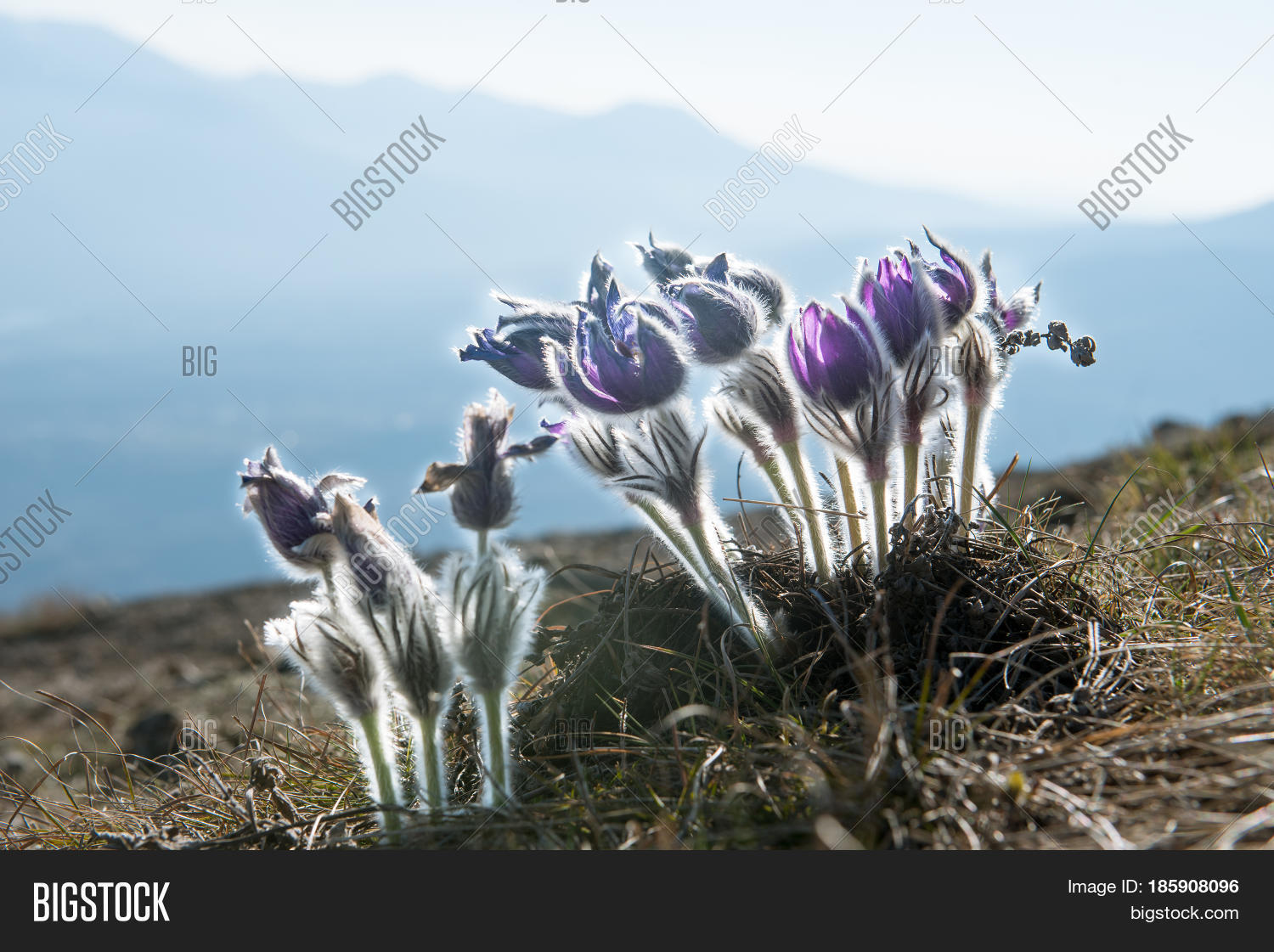 Pasque Flower Blooming Image & Photo (Free Trial) | Bigstock