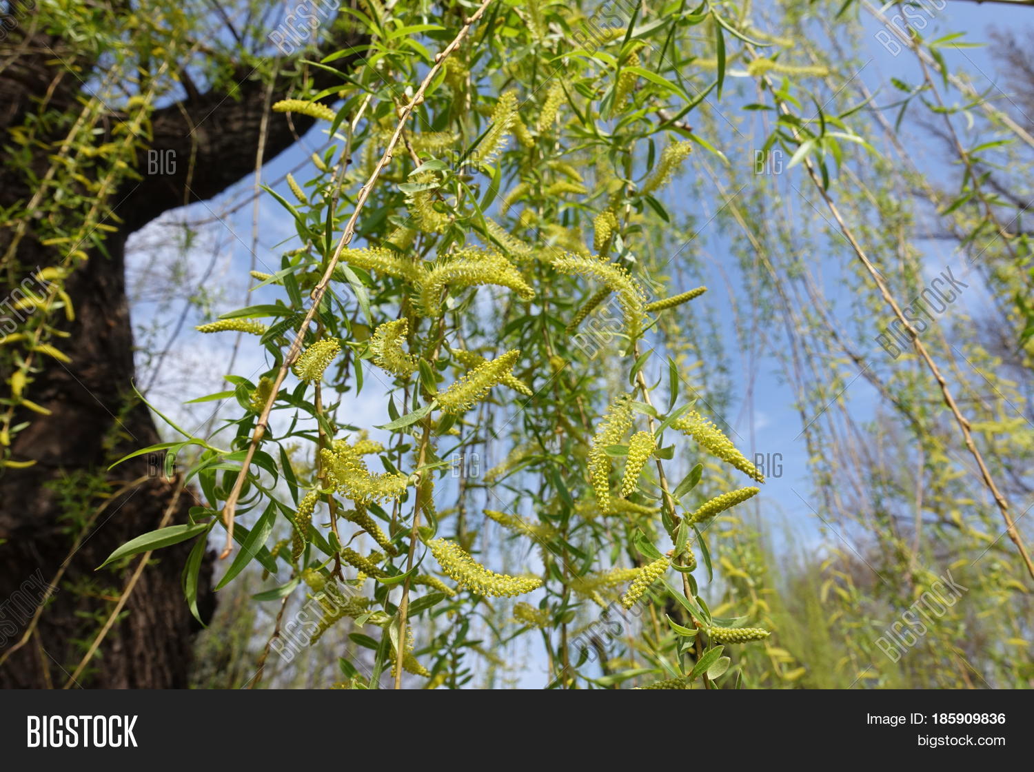 Pendulous Branchlets Image & Photo (Free Trial) | Bigstock