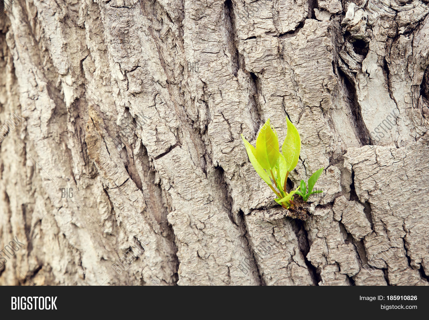 Green Sprout Growing Image & Photo (Free Trial) | Bigstock