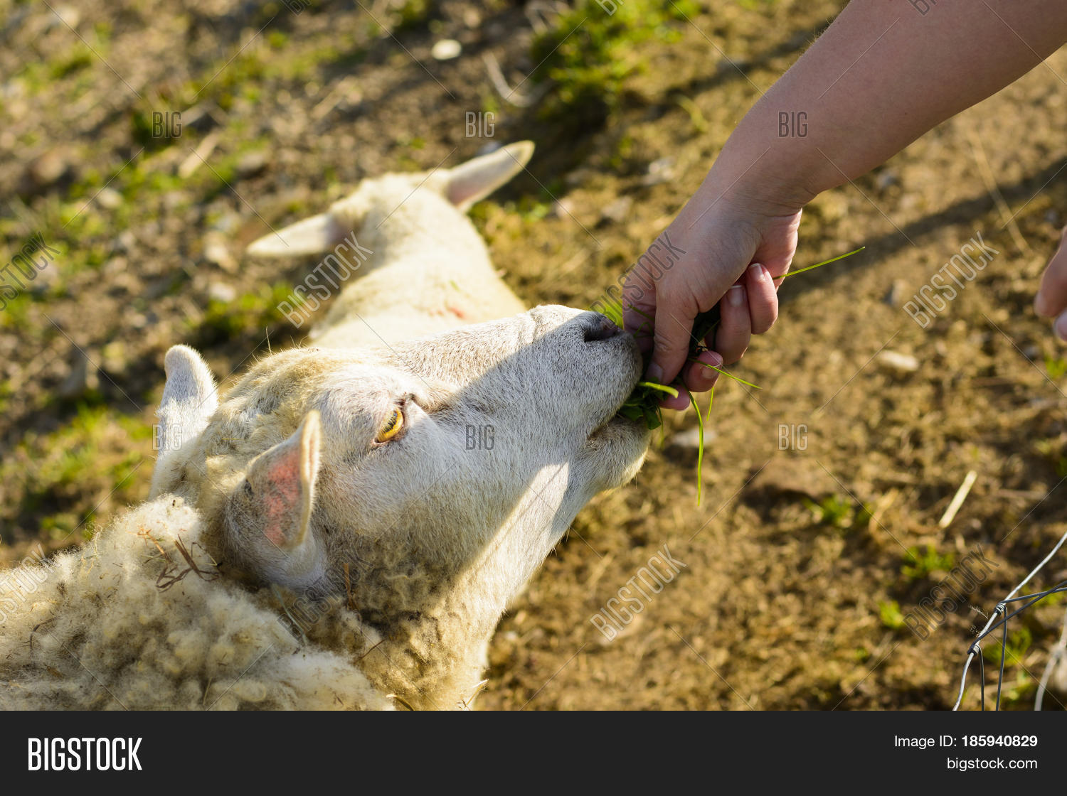 Feeding Sheep His Hand Image & Photo (Free Trial) | Bigstock
