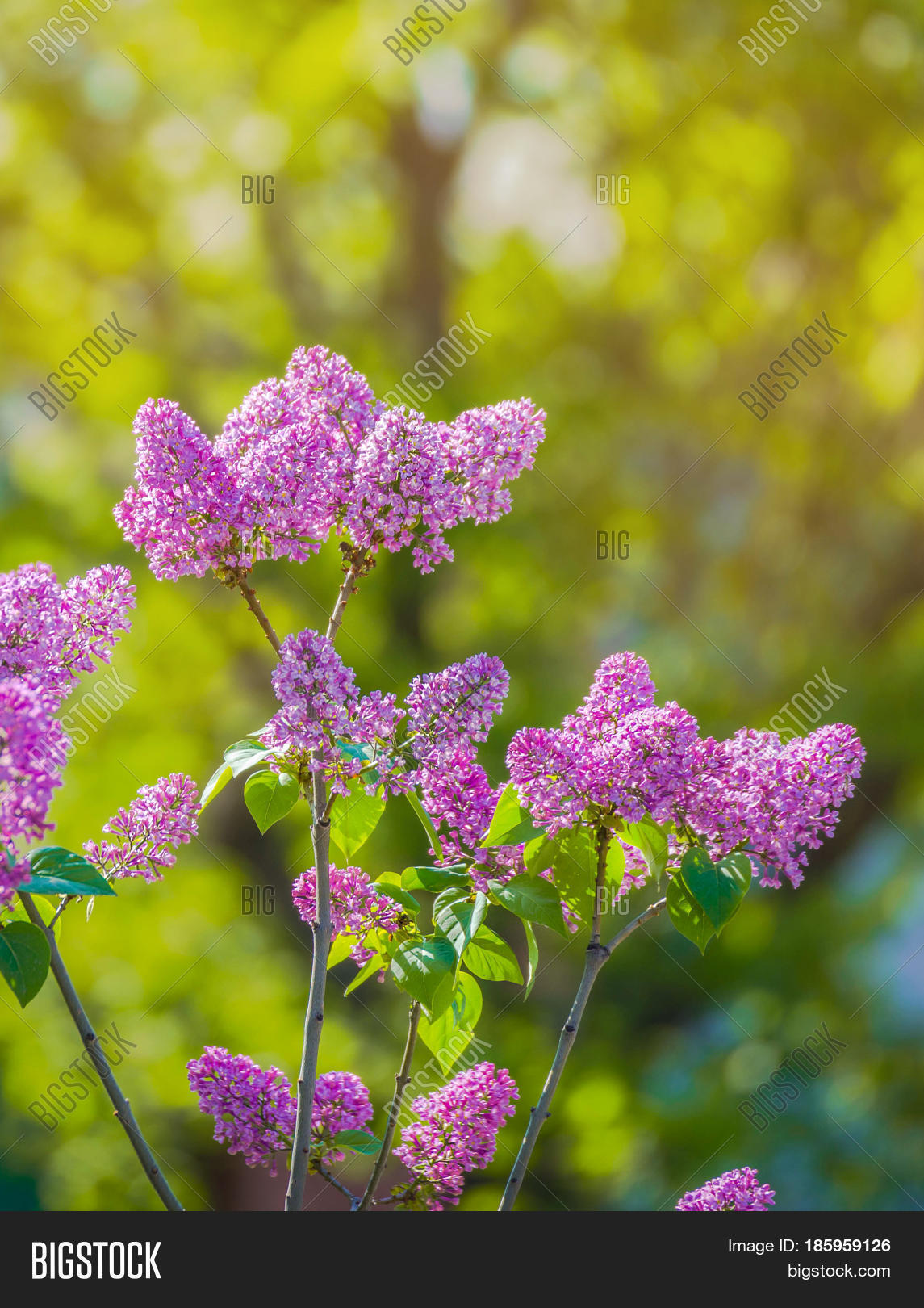Lilac Blooms. Image & Photo (Free Trial) | Bigstock