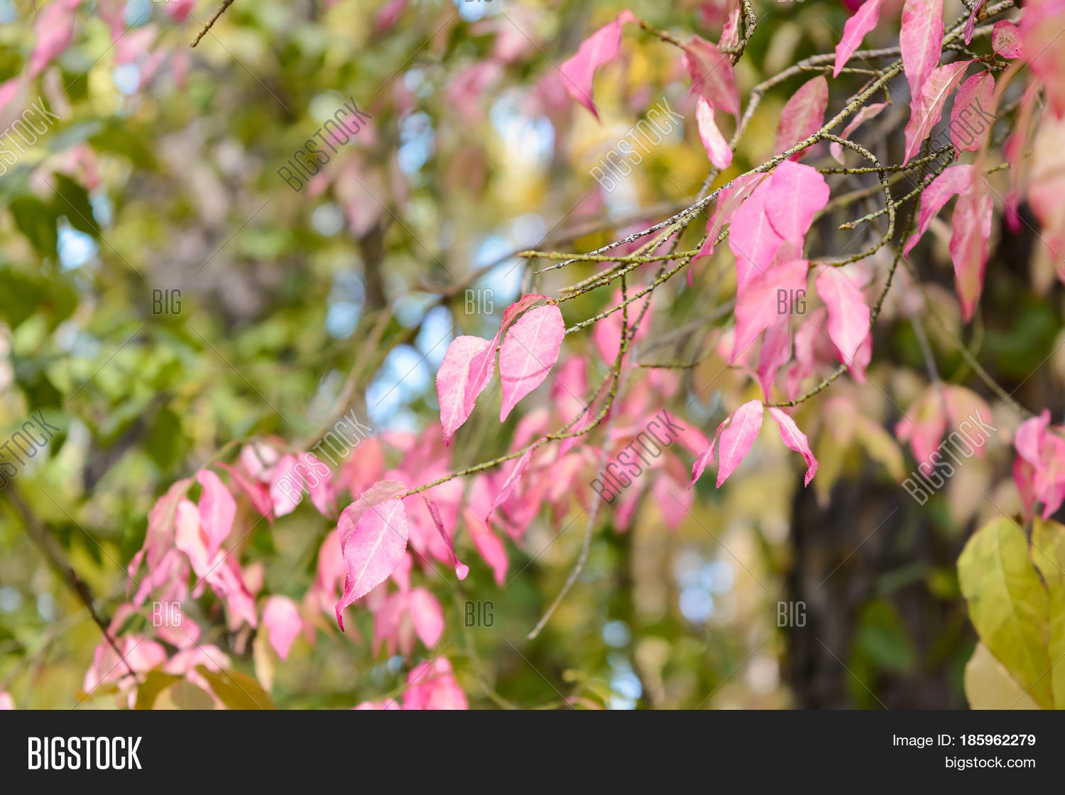 Autumn Early Autumn Image & Photo (Free Trial) | Bigstock