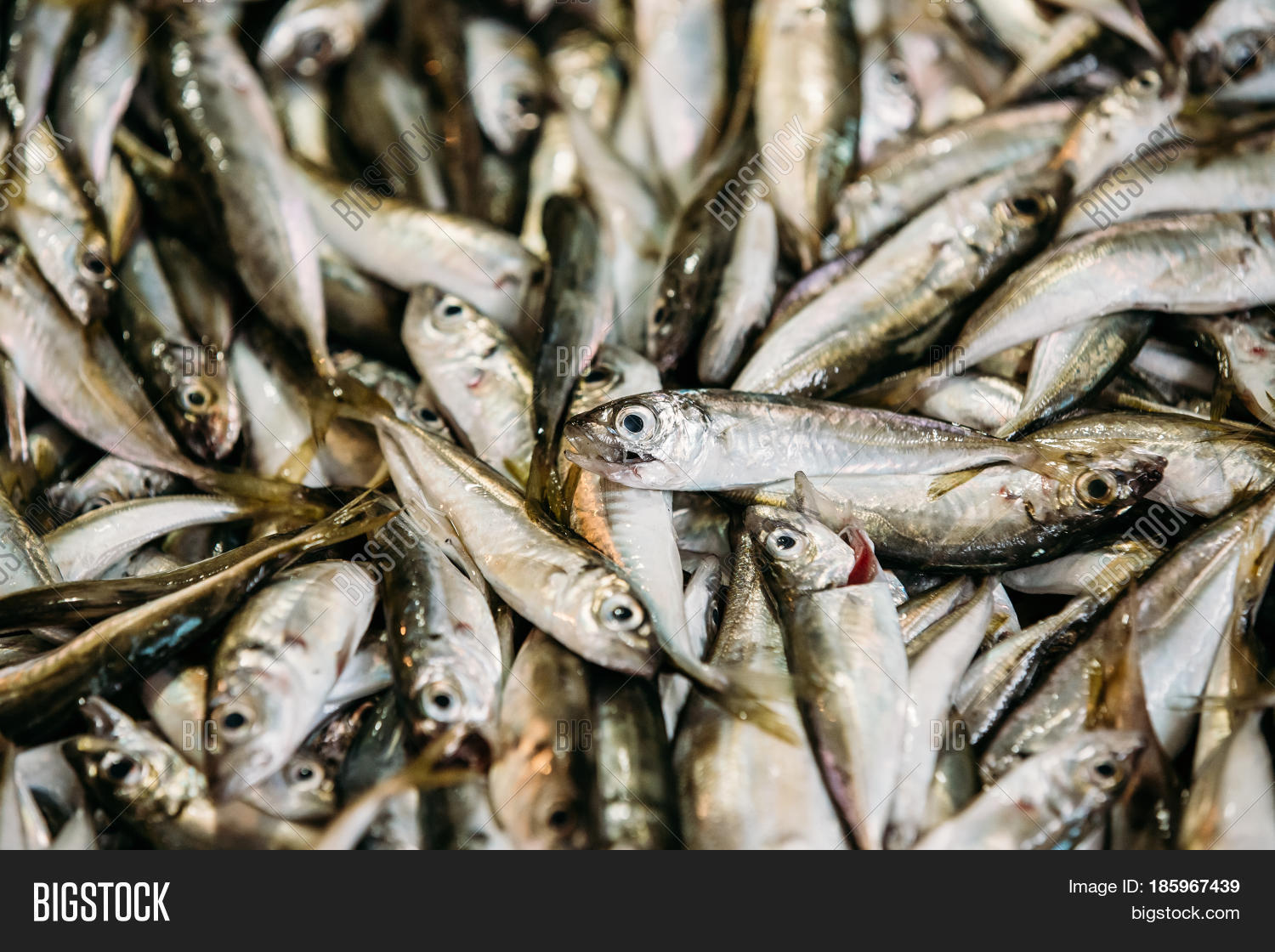 Fresh European Anchovy Image & Photo (Free Trial) | Bigstock