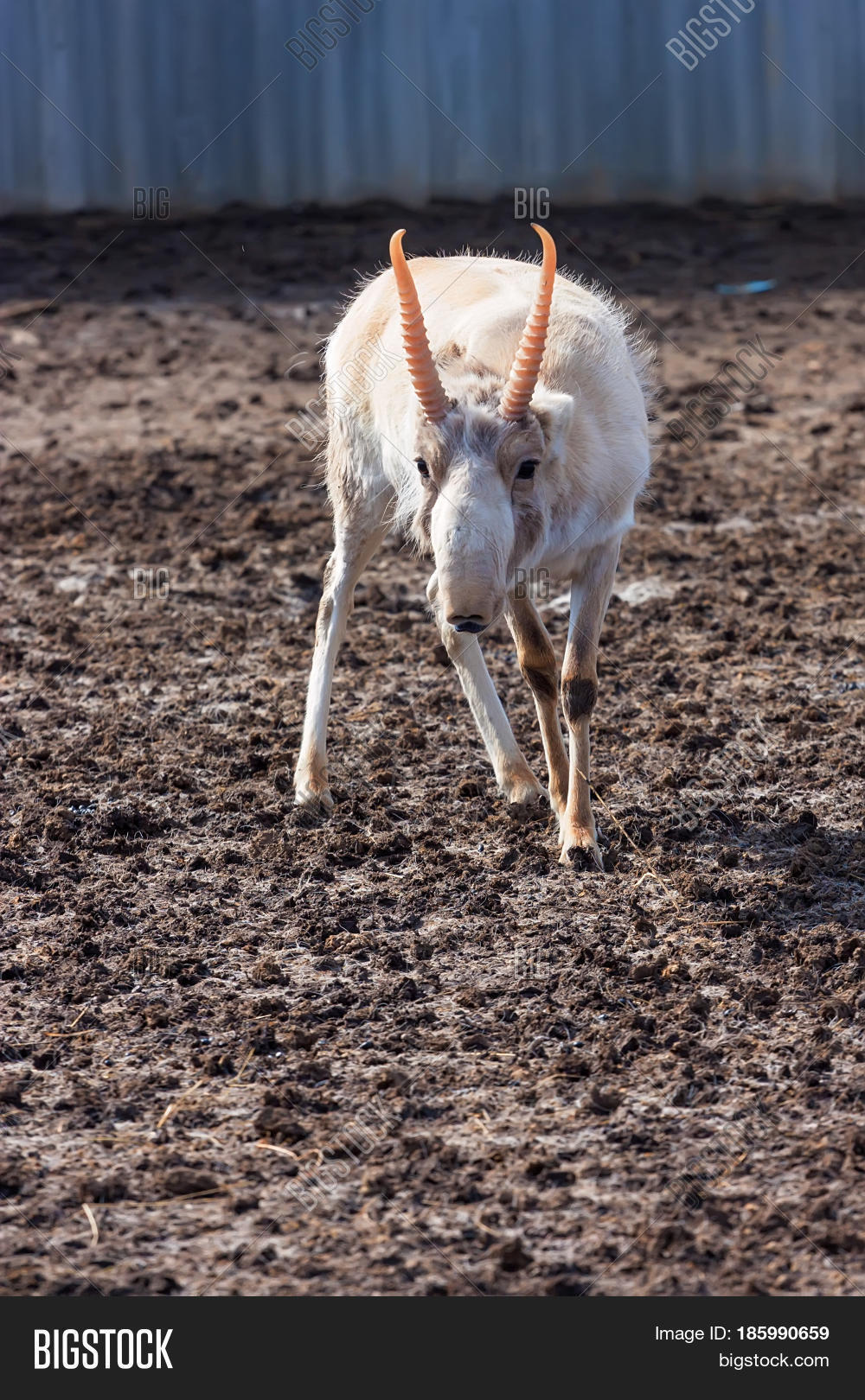 Male Saiga Saiga Image & Photo (Free Trial) | Bigstock