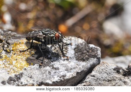Imagen y foto Macro House Flies (prueba gratis) | Bigstock
