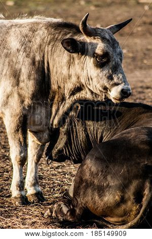 Imagen y foto Bulls Lie Rest On (prueba gratis) | Bigstock