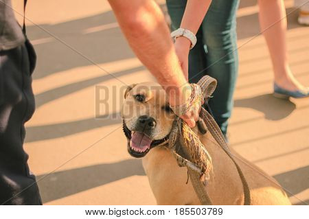 Male Hand Patting Image & Photo (Free Trial) | Bigstock