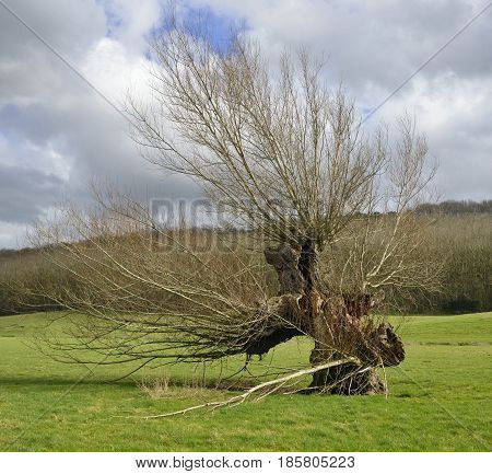 Old Willow Tree Image & Photo (Free Trial) | Bigstock