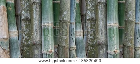 Green Bamboo Wall Image & Photo (Free Trial) | Bigstock