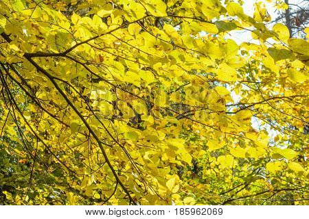 Autumn Early Autumn Image & Photo (Free Trial) | Bigstock