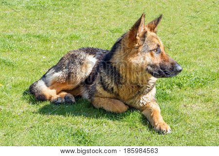 German Shepherd Image & Photo (Free Trial) | Bigstock