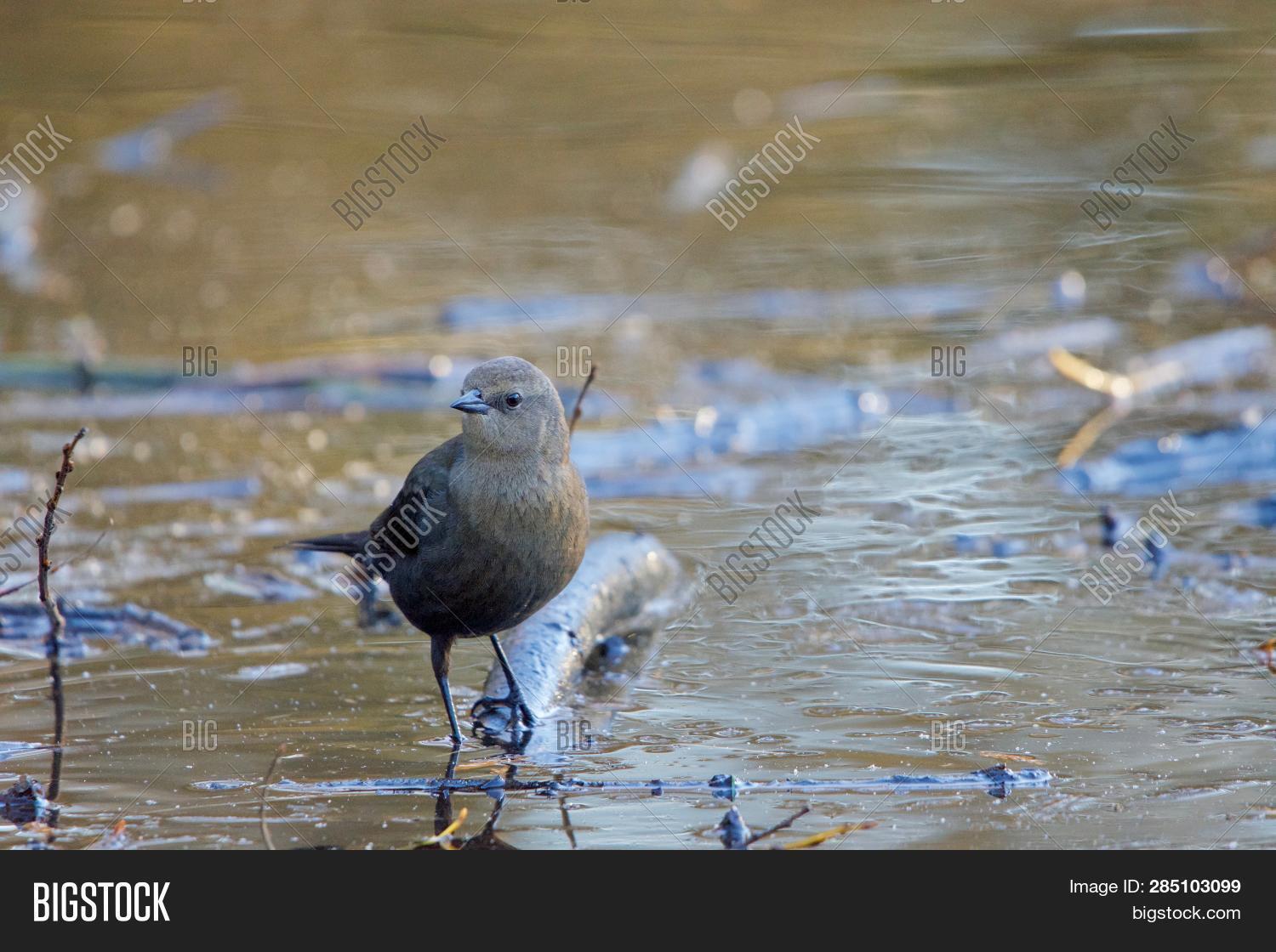 Brewer's Blackbird Image & Photo (Free Trial) | Bigstock