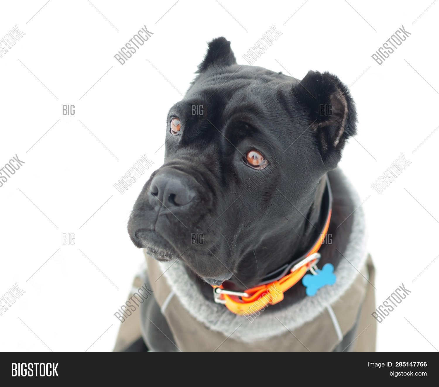 Cane Corso Portrait. Image & Photo (Free Trial) | Bigstock