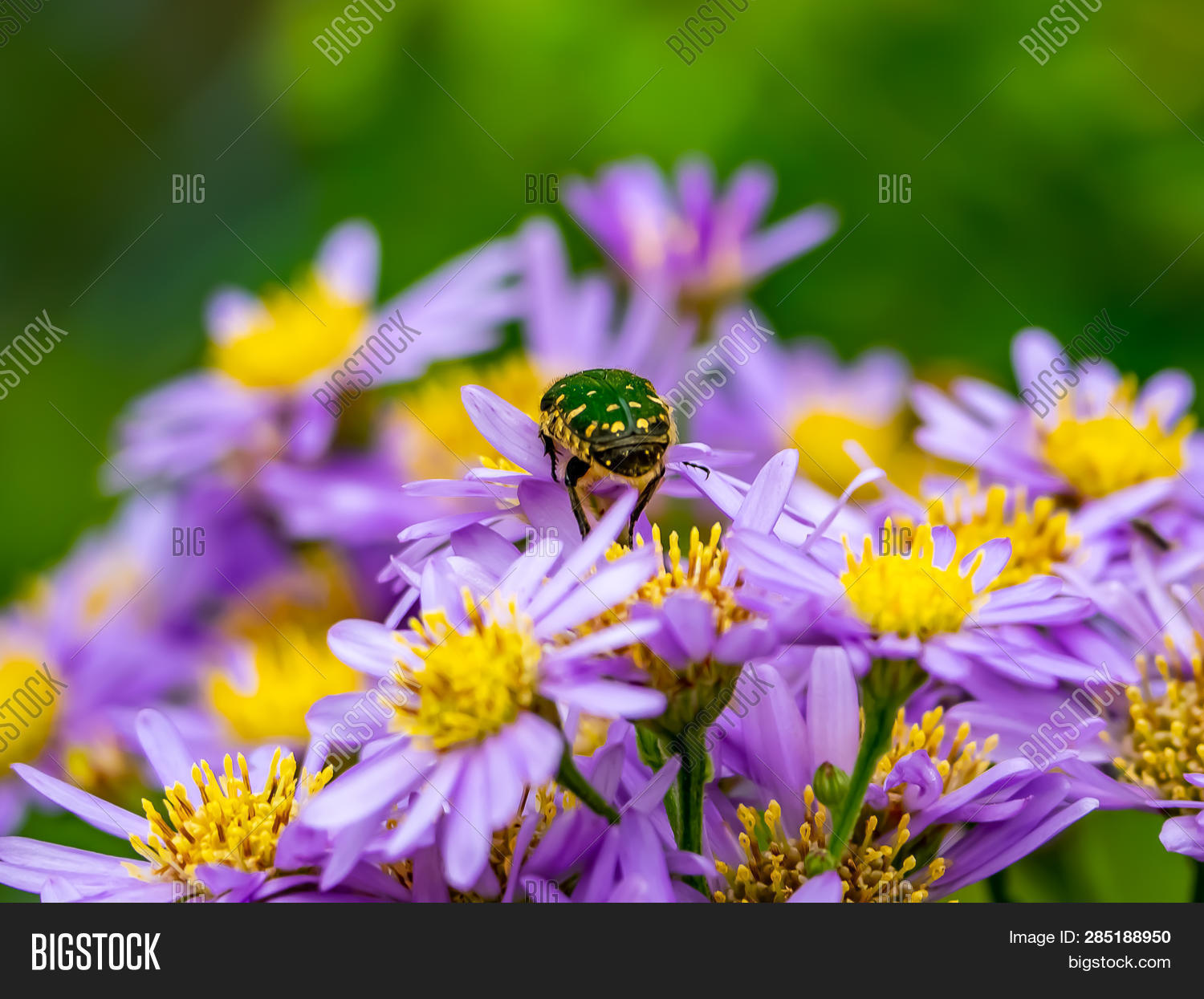 Green Japanese Beetles Image & Photo (Free Trial) | Bigstock