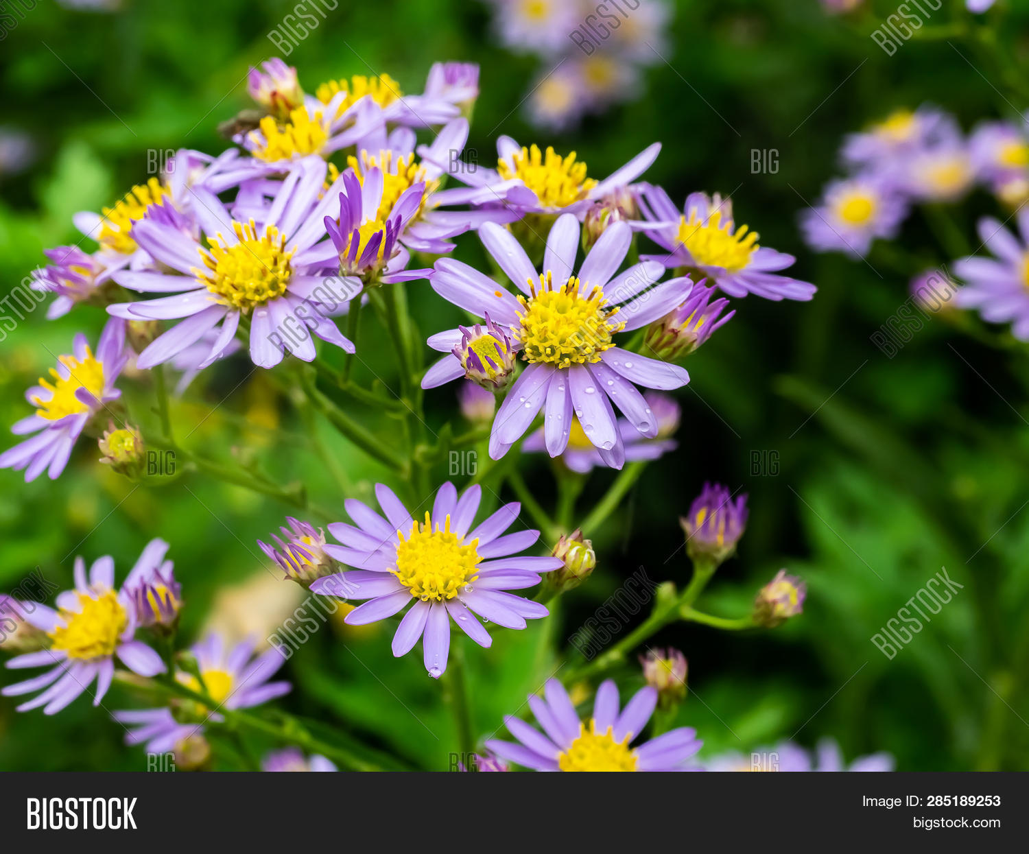 Lavender Colored Aster Image & Photo (Free Trial) | Bigstock