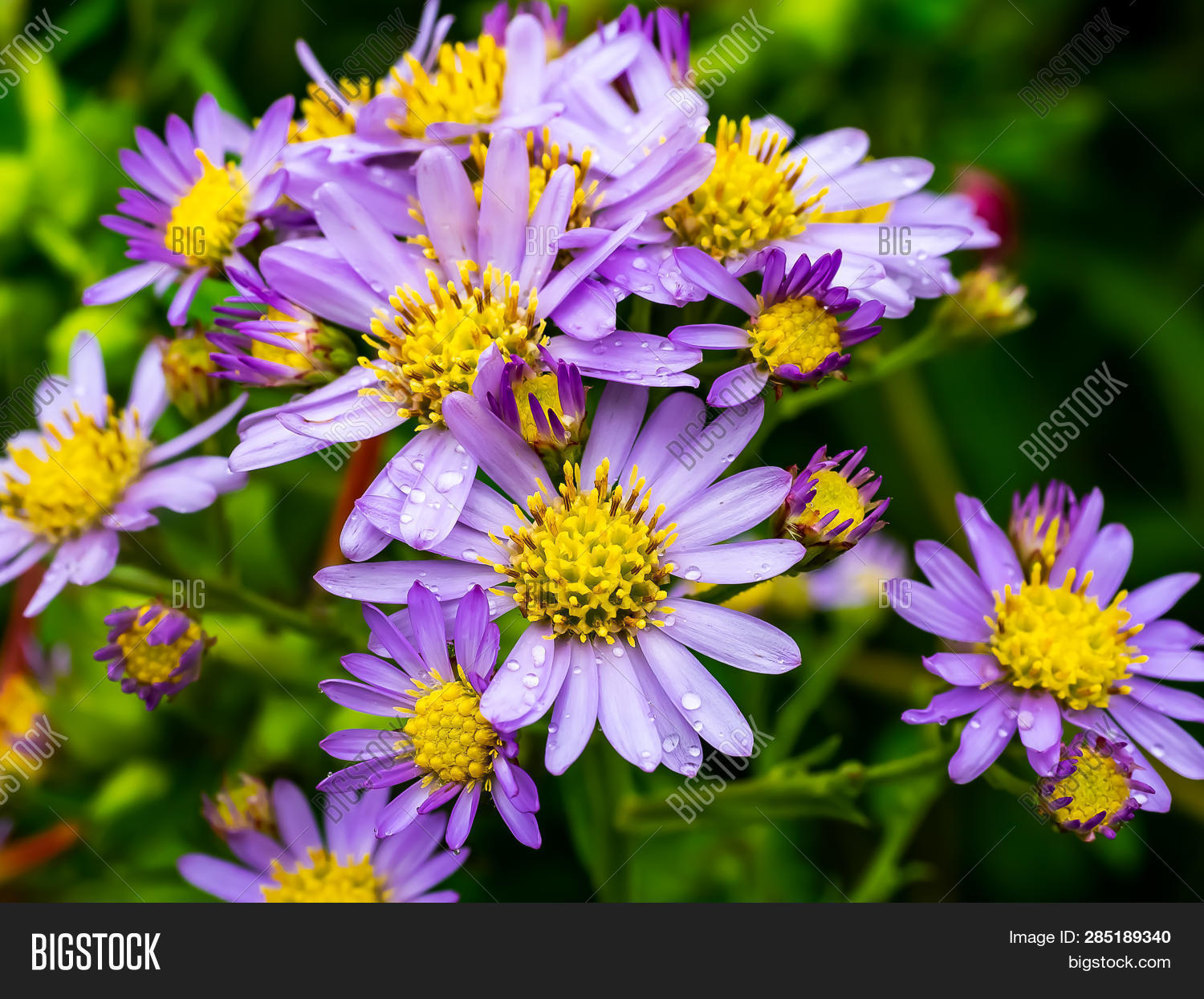 Lavender Colored Aster Image & Photo (Free Trial) | Bigstock