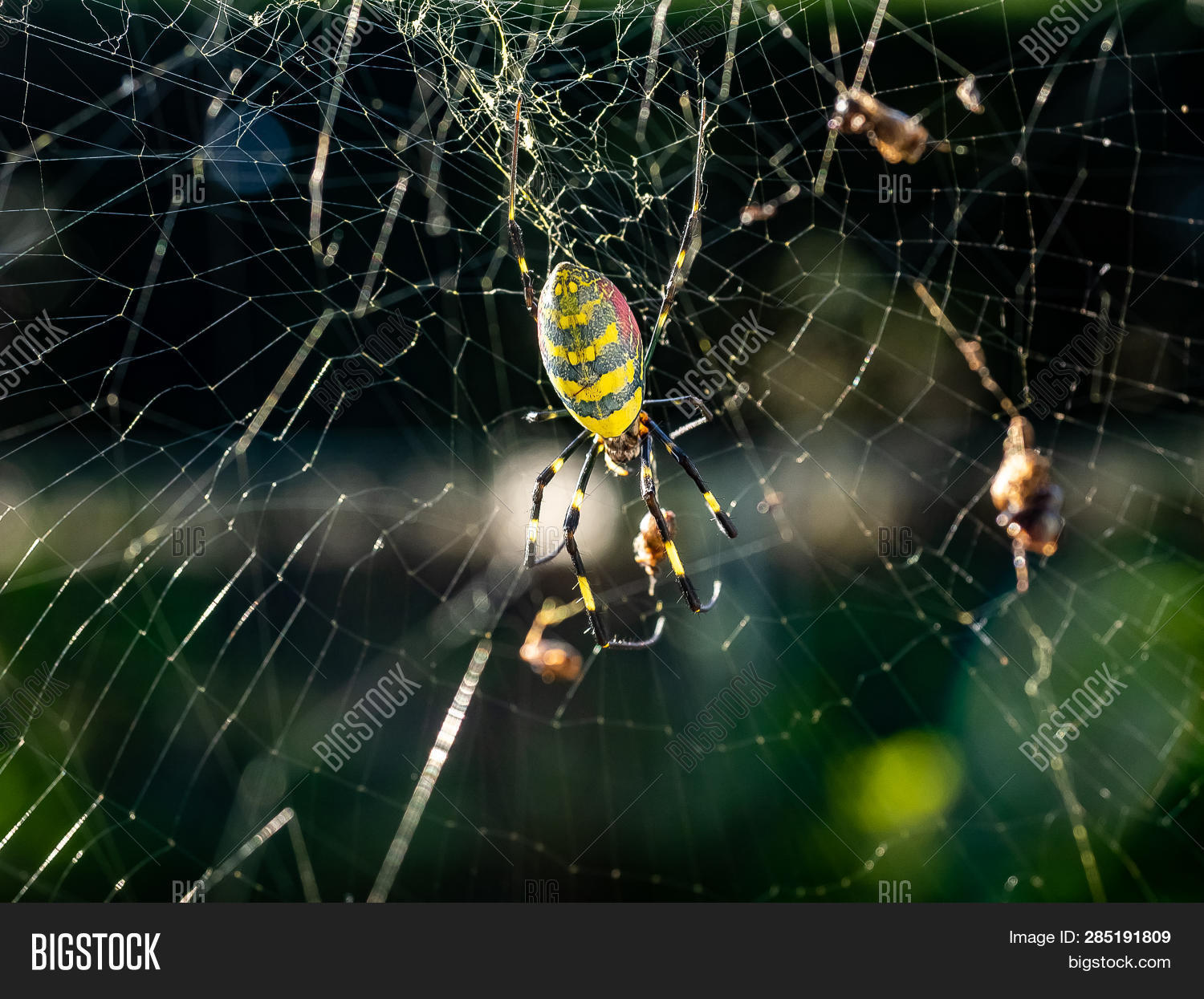Japanese Gumo Spider Image & Photo (Free Trial) | Bigstock