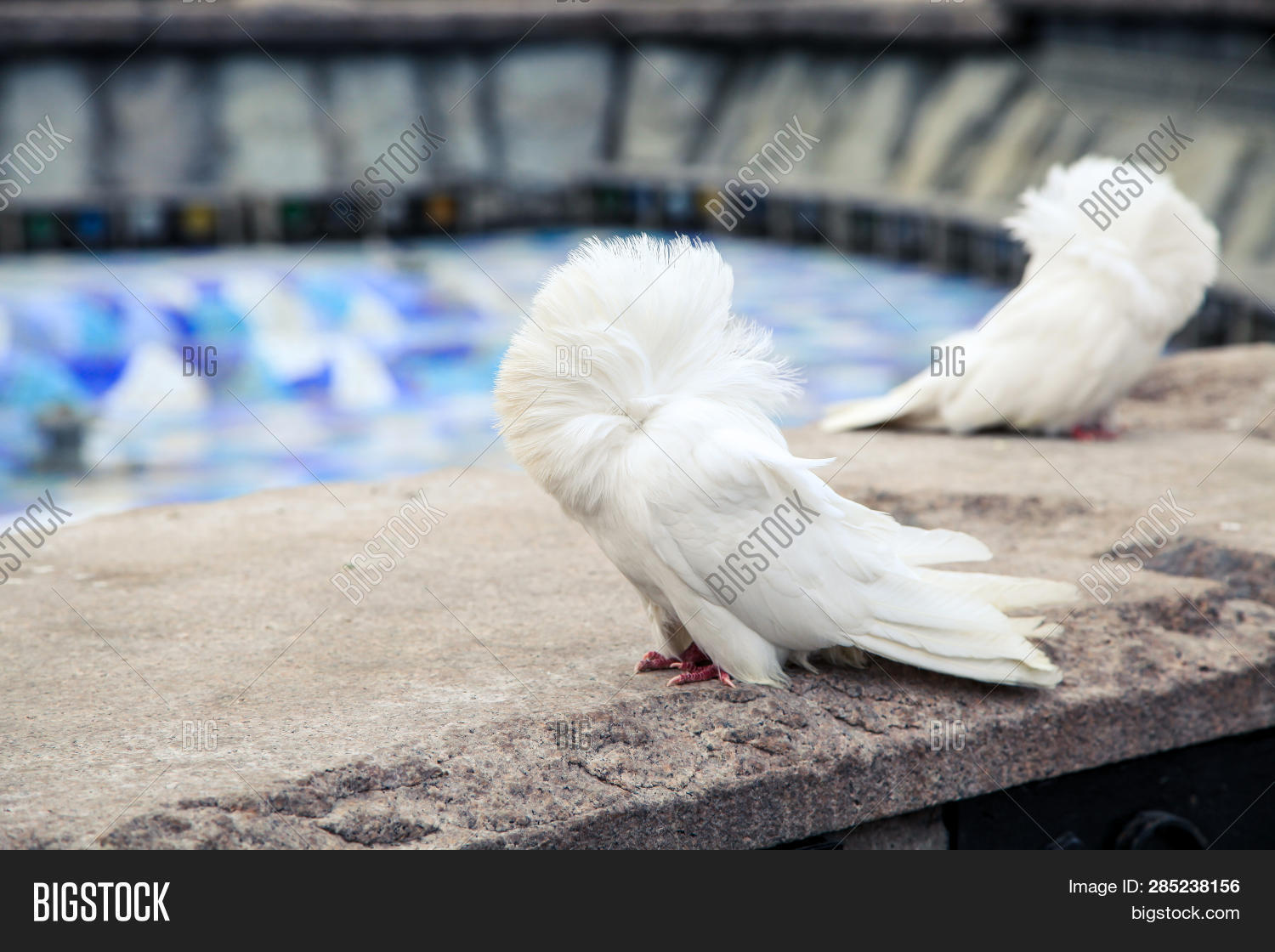 Photo Two Pigeons. Image & Photo (Free Trial) | Bigstock