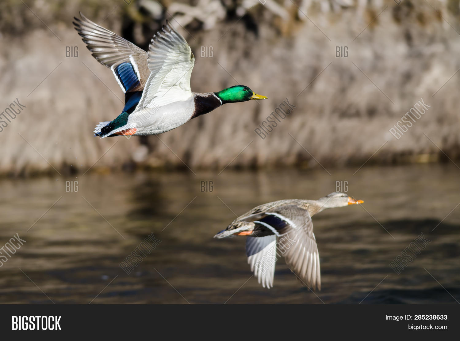 Pair Mallard Ducks Image & Photo (Free Trial) | Bigstock