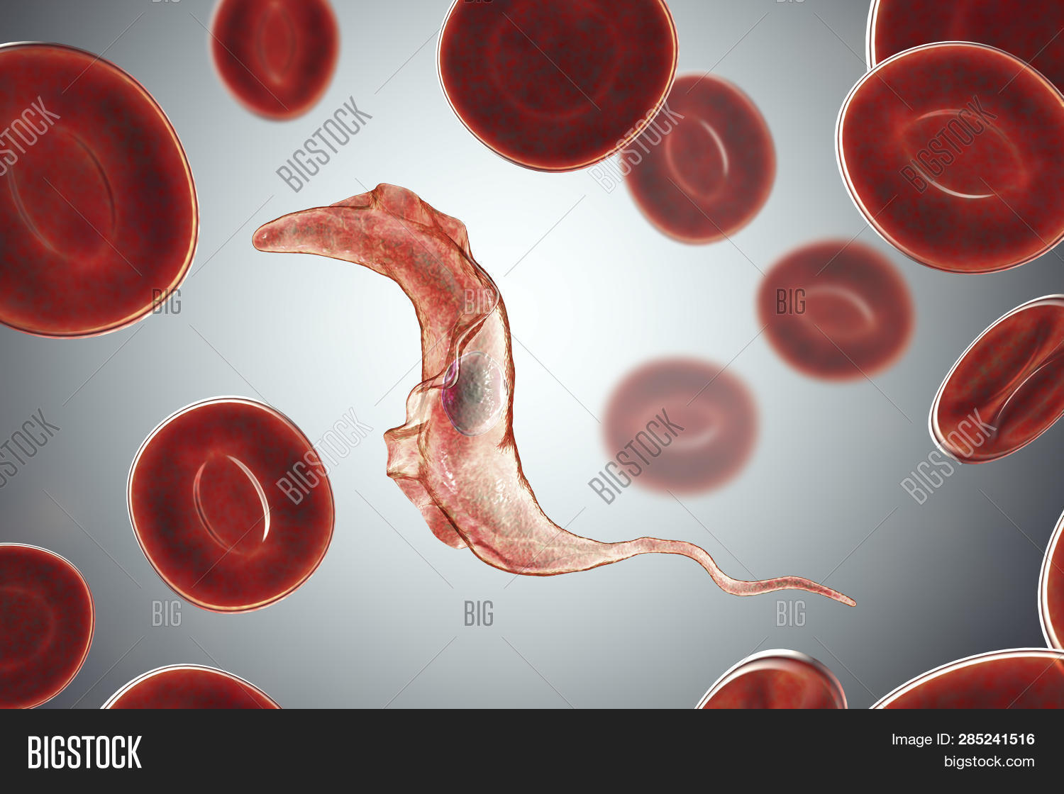 Trypanosoma Cruzi Image & Photo (Free Trial) | Bigstock