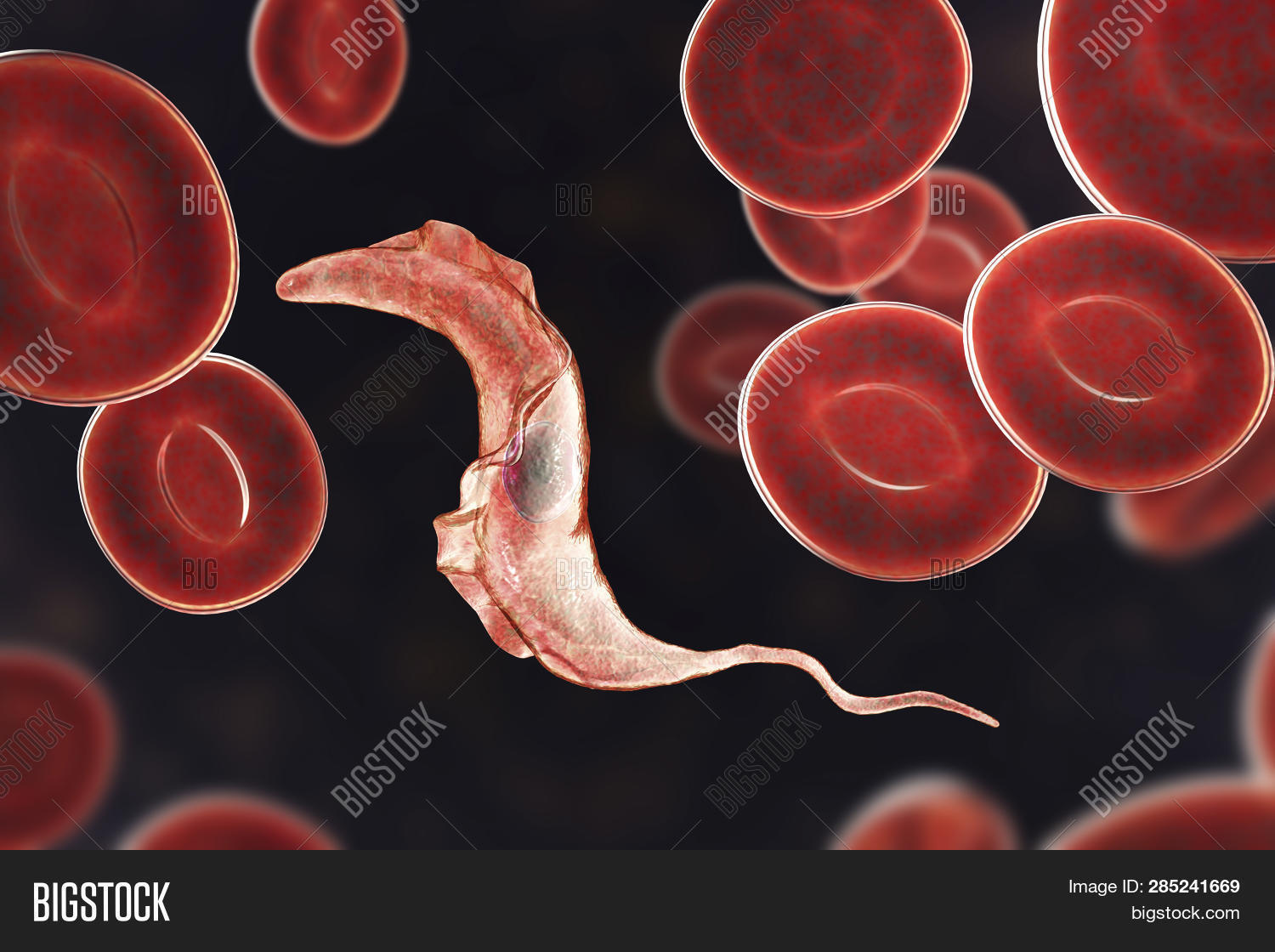 Trypanosoma Cruzi Image & Photo (Free Trial) | Bigstock