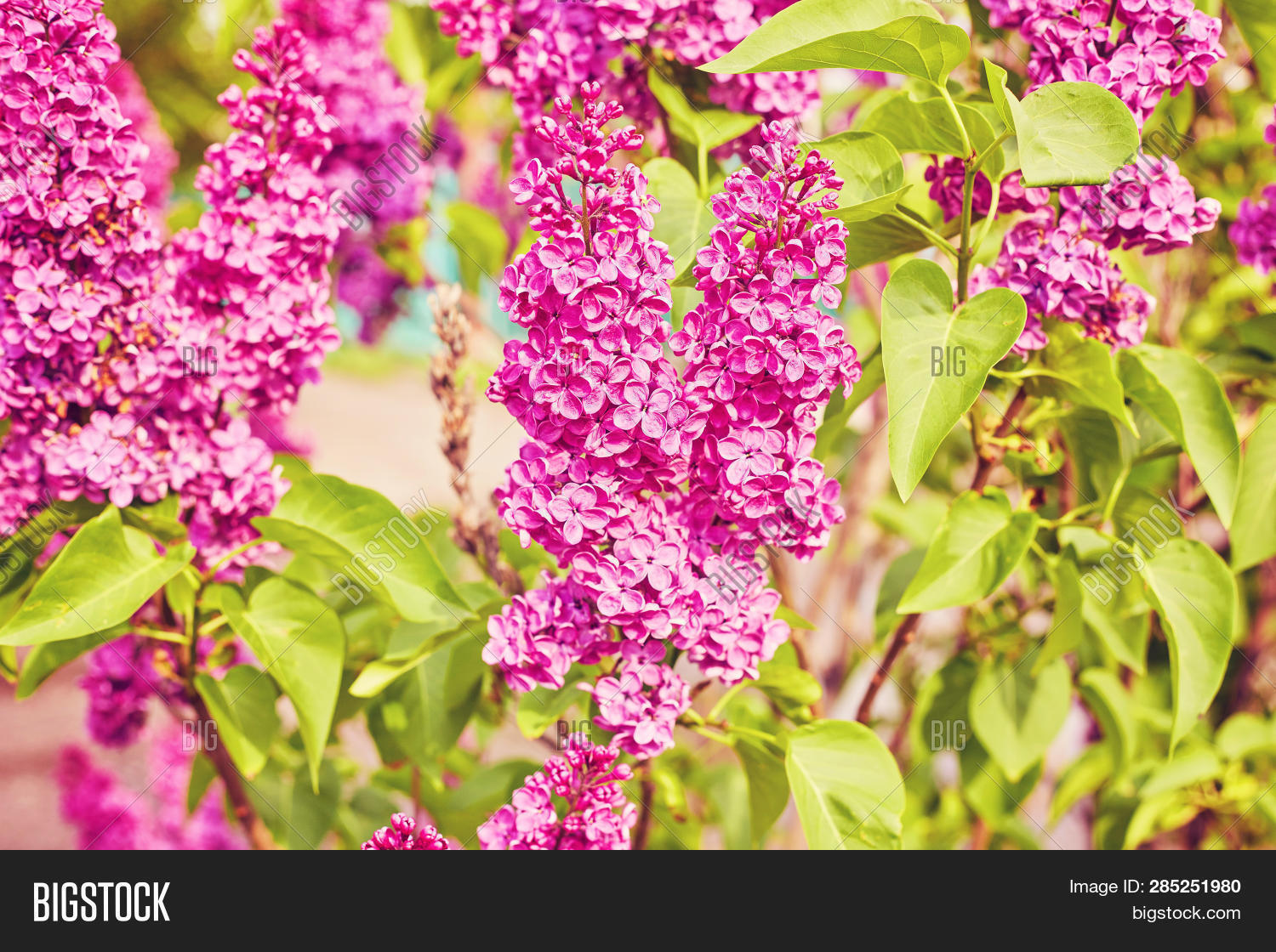 Beautiful Fresh Purple Image & Photo (Free Trial) | Bigstock