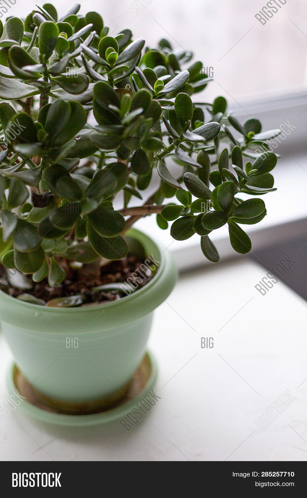 Green Money Tree Pot Image & Photo (Free Trial) | Bigstock