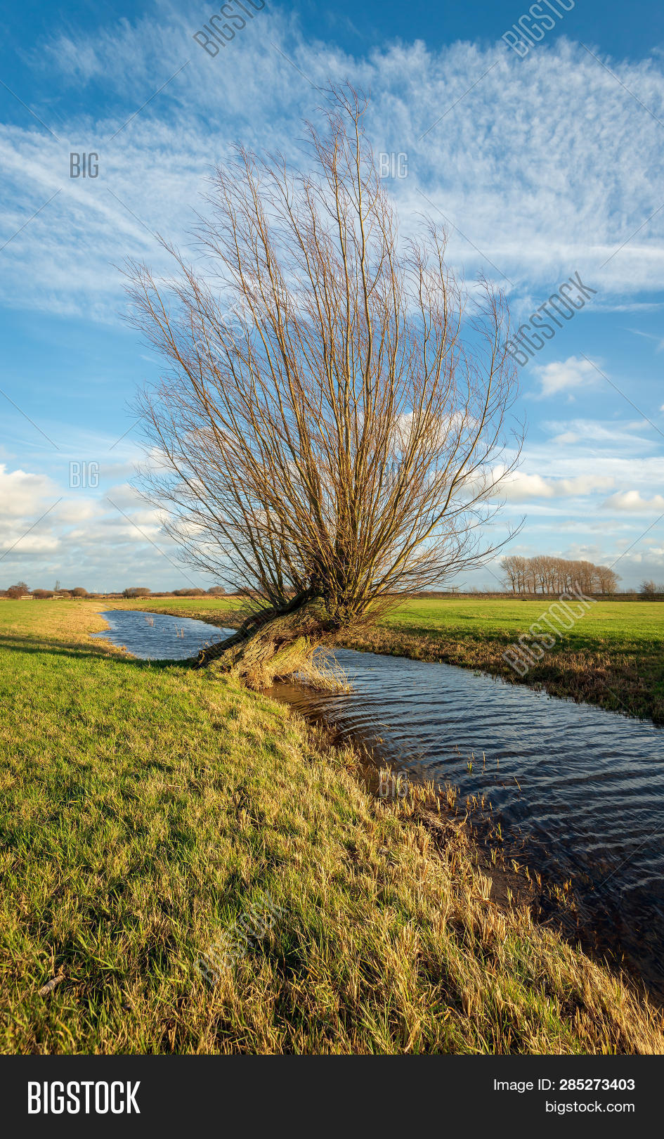 Skew Growing Bare Image & Photo (Free Trial) | Bigstock