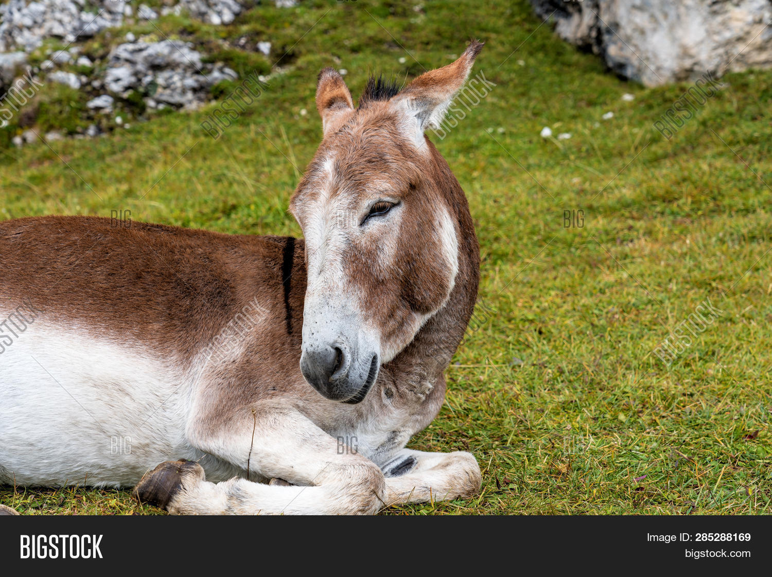Donkey Italian Image & Photo (Free Trial) | Bigstock